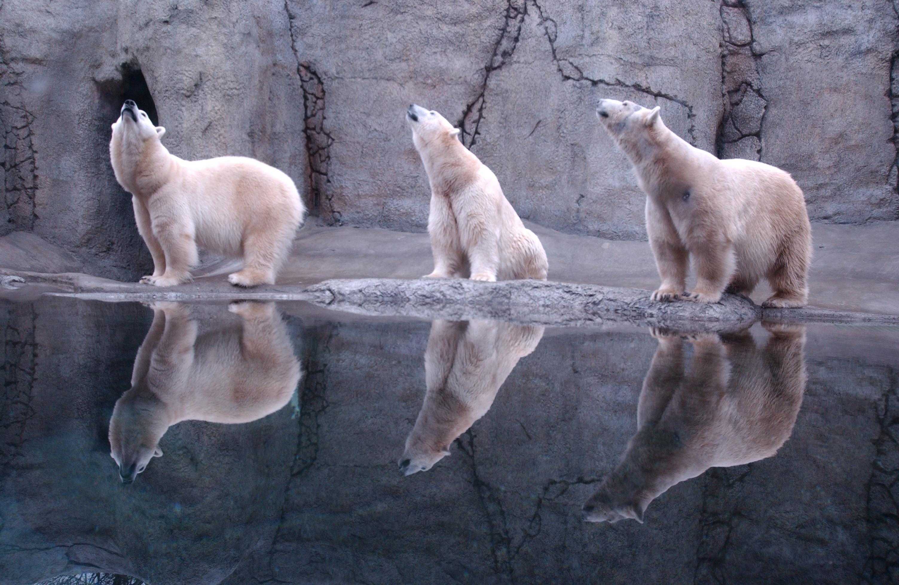 Polar Bears Wallpapers - Top Free Polar Bears Backgrounds - WallpaperAccess