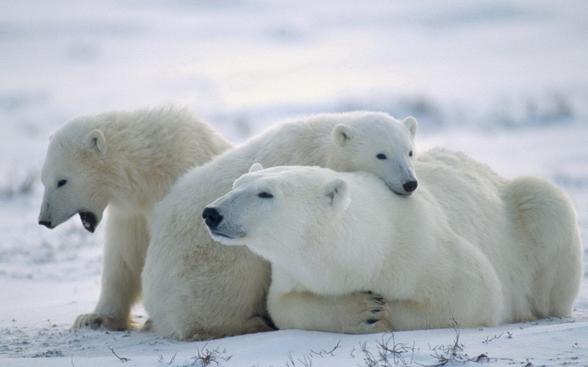 Polar Bears Wallpapers - Top Free Polar Bears Backgrounds - WallpaperAccess