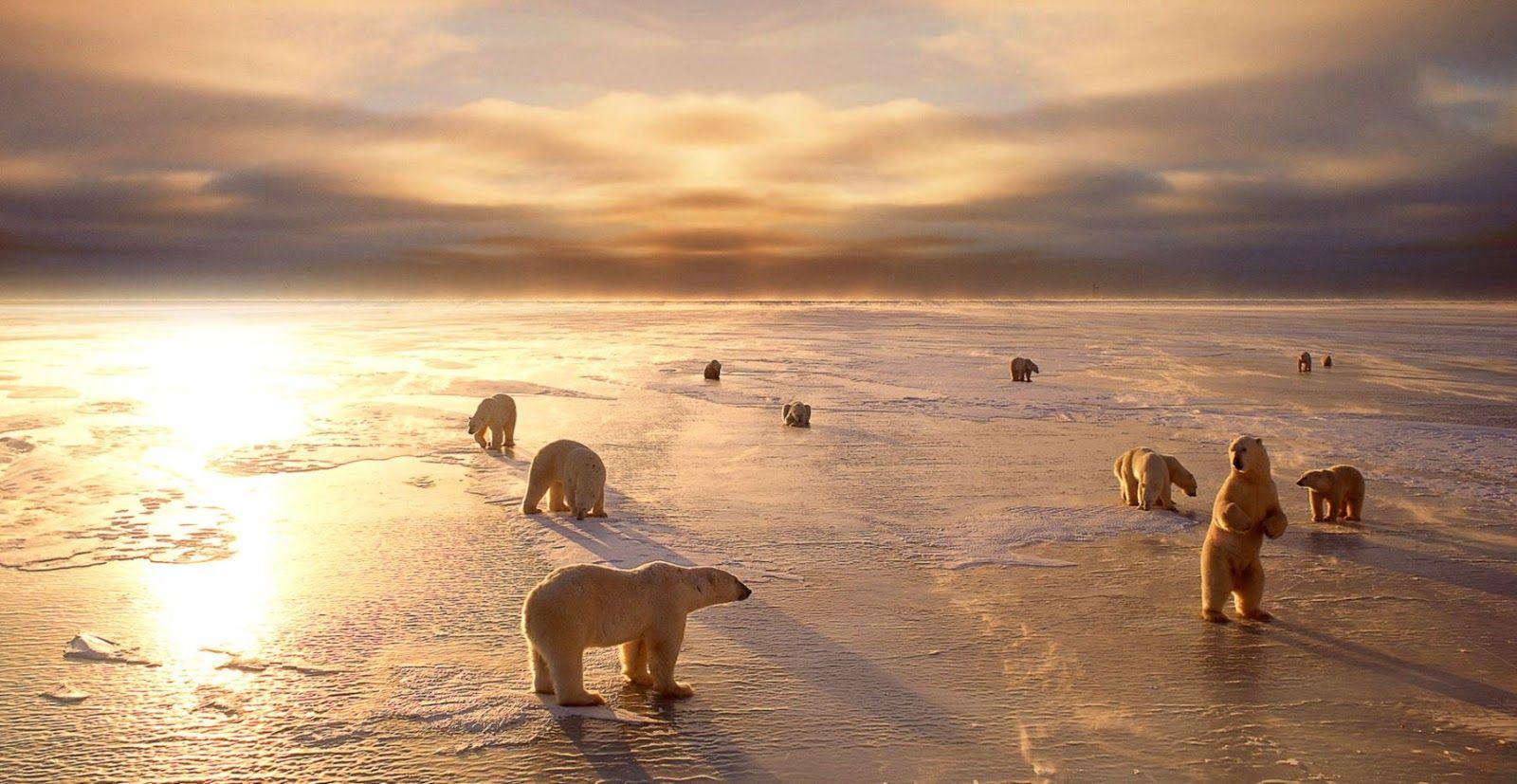 Polar Bears Wallpapers - Top Free Polar Bears Backgrounds - WallpaperAccess