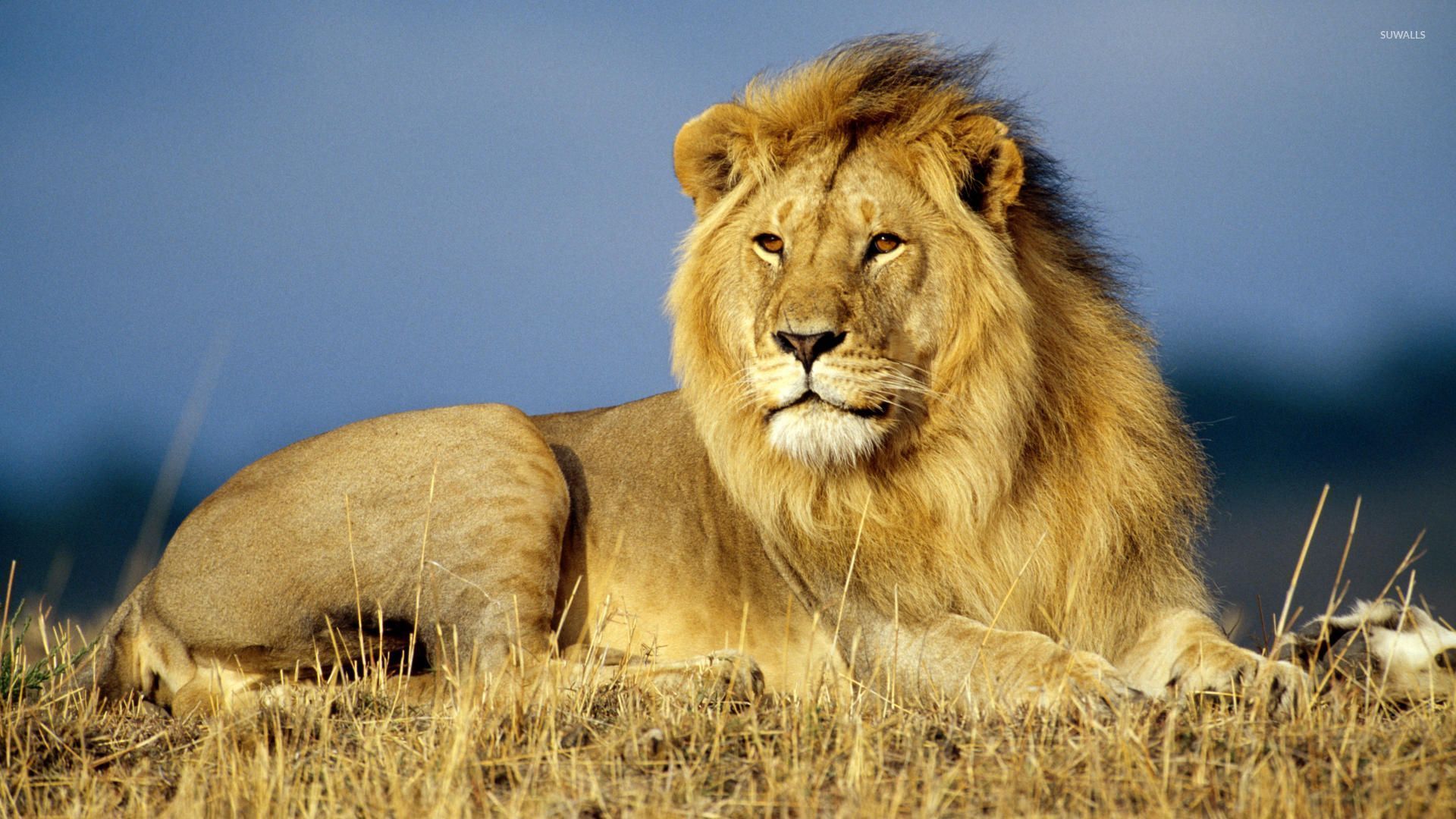 1920x1080 Lion Wallpapers - Top Free 1920x1080 Lion Backgrounds ...