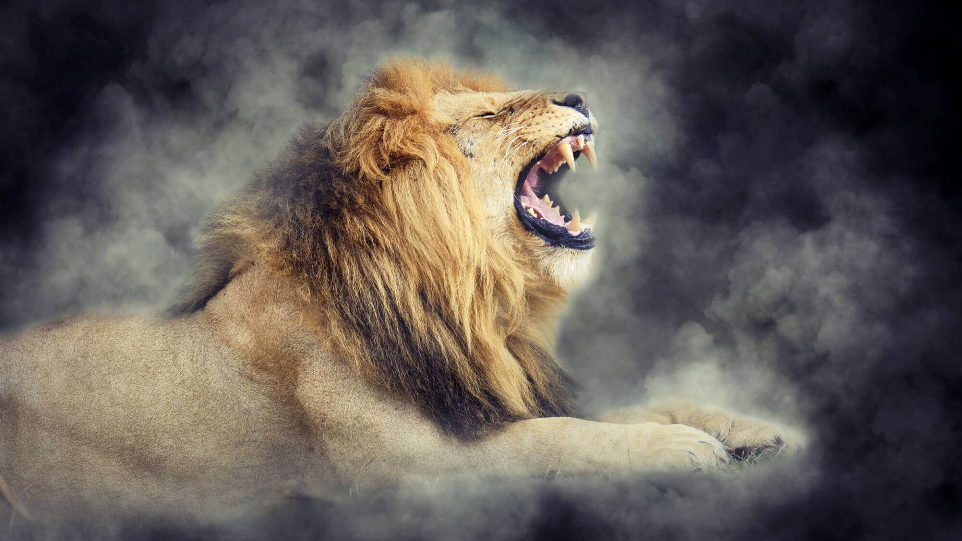 1920x1080 Lion Wallpapers - Top Free 1920x1080 Lion Backgrounds ...