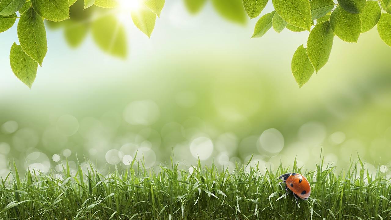 Green Spring Wallpapers - Top Free Green Spring Backgrounds ...