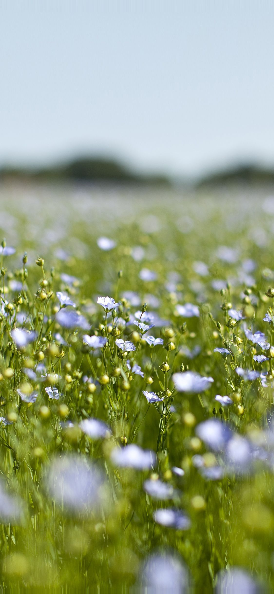 Green Spring Wallpapers - Top Free Green Spring Backgrounds ...