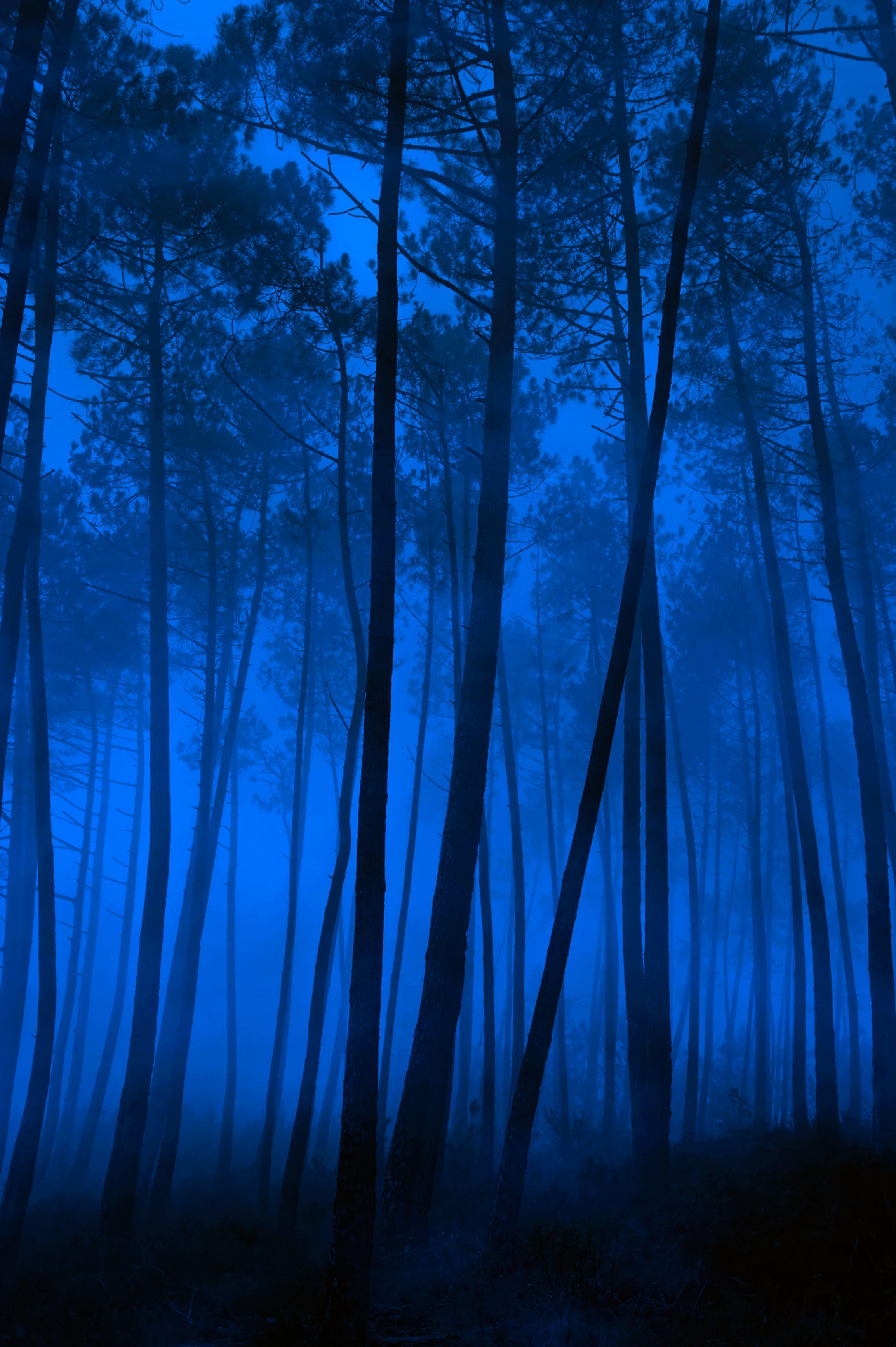 Dark Blue Forest Wallpapers - Top Free Dark Blue Forest Backgrounds ...