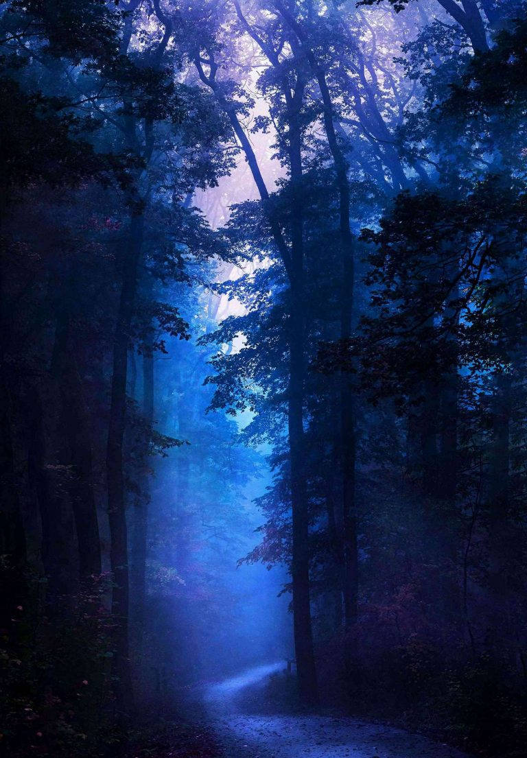 Dark Blue Forest Wallpapers - Top Free Dark Blue Forest Backgrounds ...