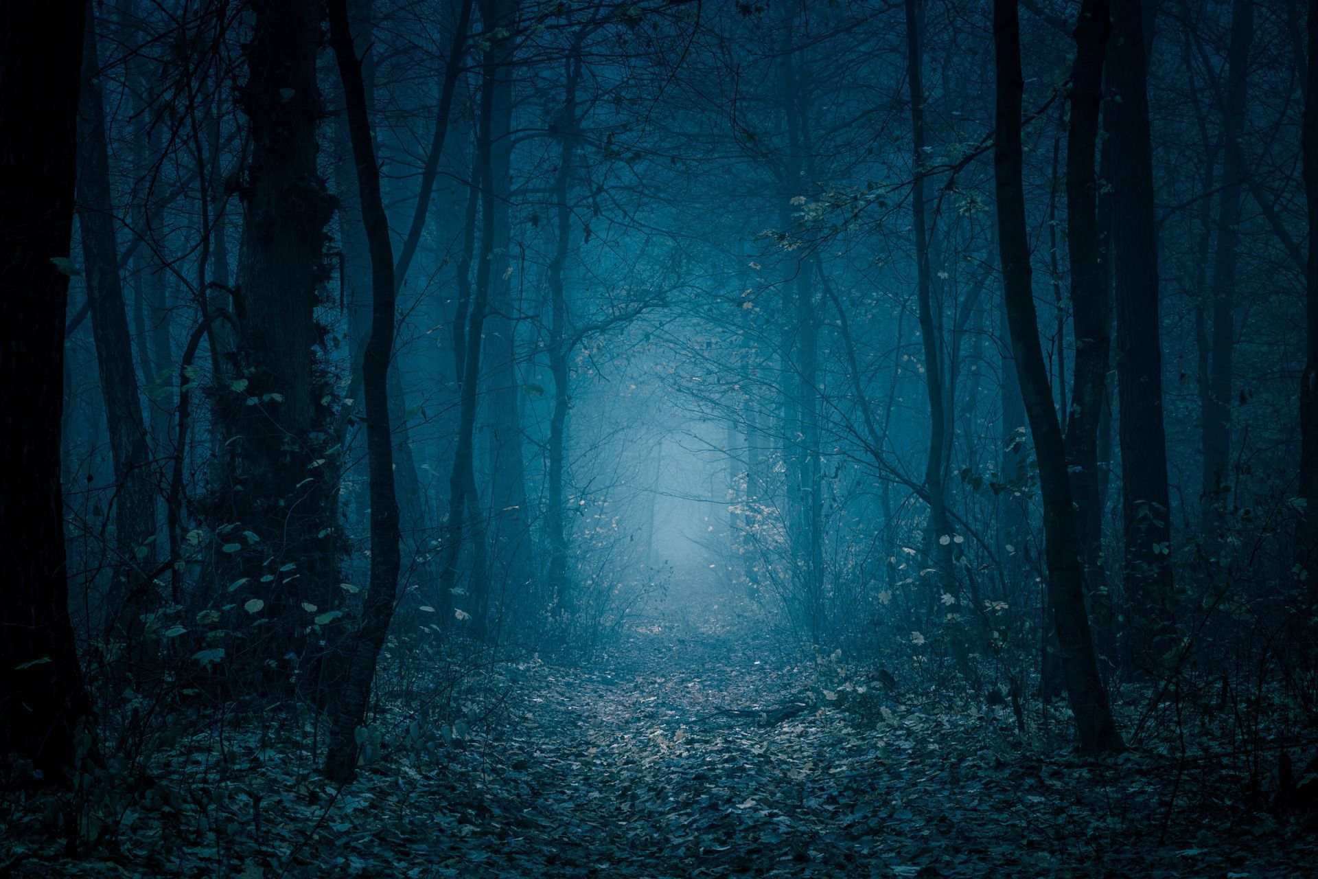 Dark Blue Forest Wallpapers - Top Free Dark Blue Forest Backgrounds ...