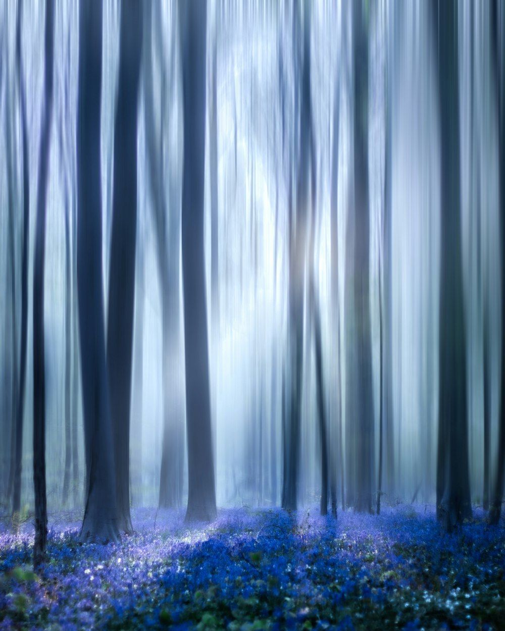 Dark Blue Forest Wallpapers - Top Free Dark Blue Forest Backgrounds ...