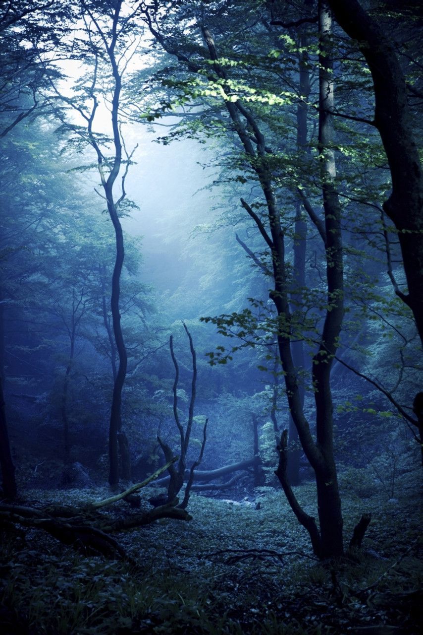 Dark Blue Forest Wallpapers - Top Free Dark Blue Forest Backgrounds ...