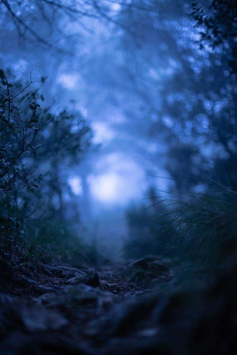 Dark Blue Forest Wallpapers - Top Free Dark Blue Forest Backgrounds ...