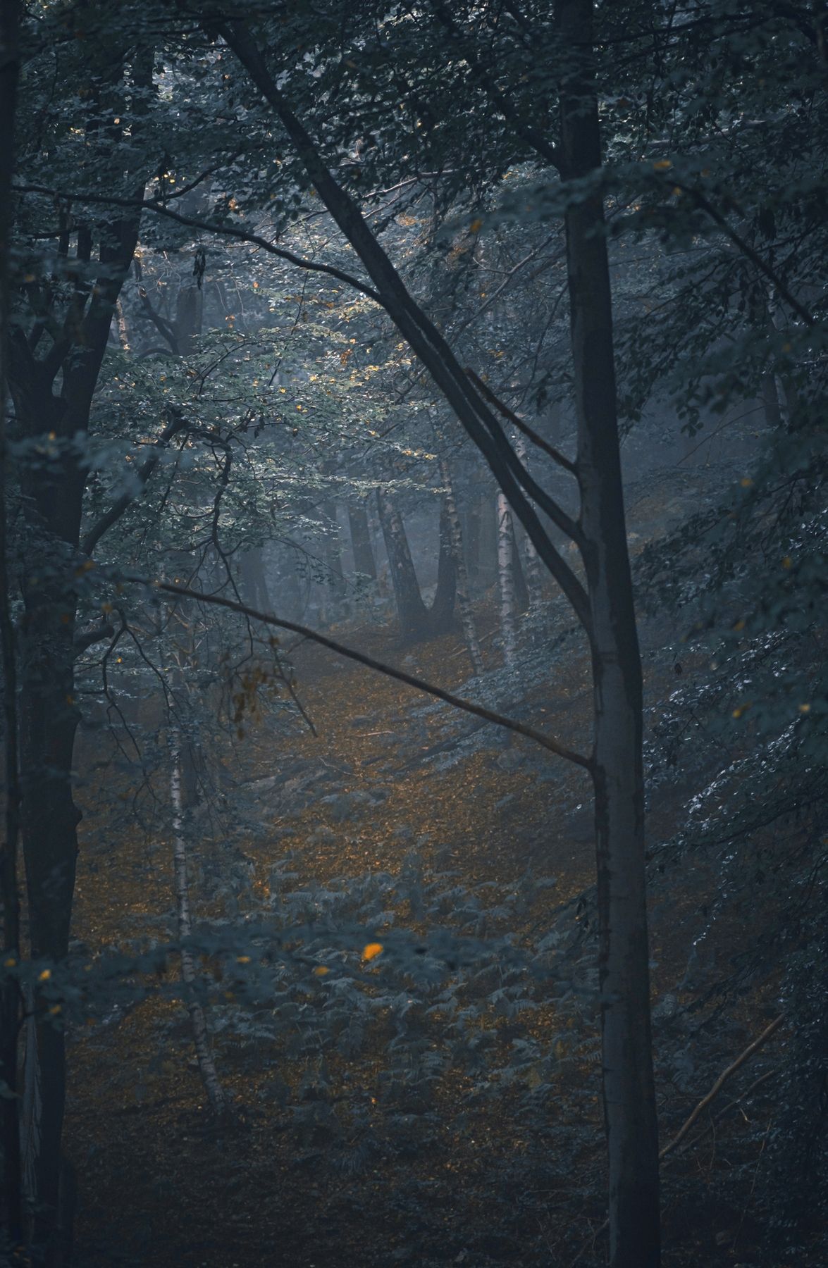 Dark Blue Forest Wallpapers - Top Free Dark Blue Forest Backgrounds ...