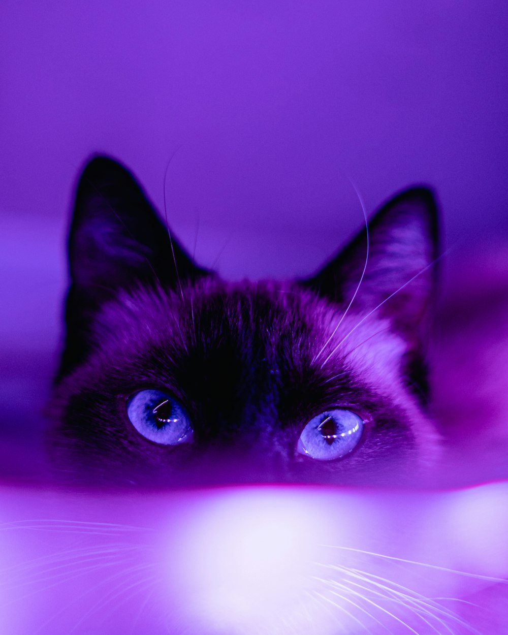 Purple Eyes Wallpapers - Top Free Purple Eyes Backgrounds - WallpaperAccess