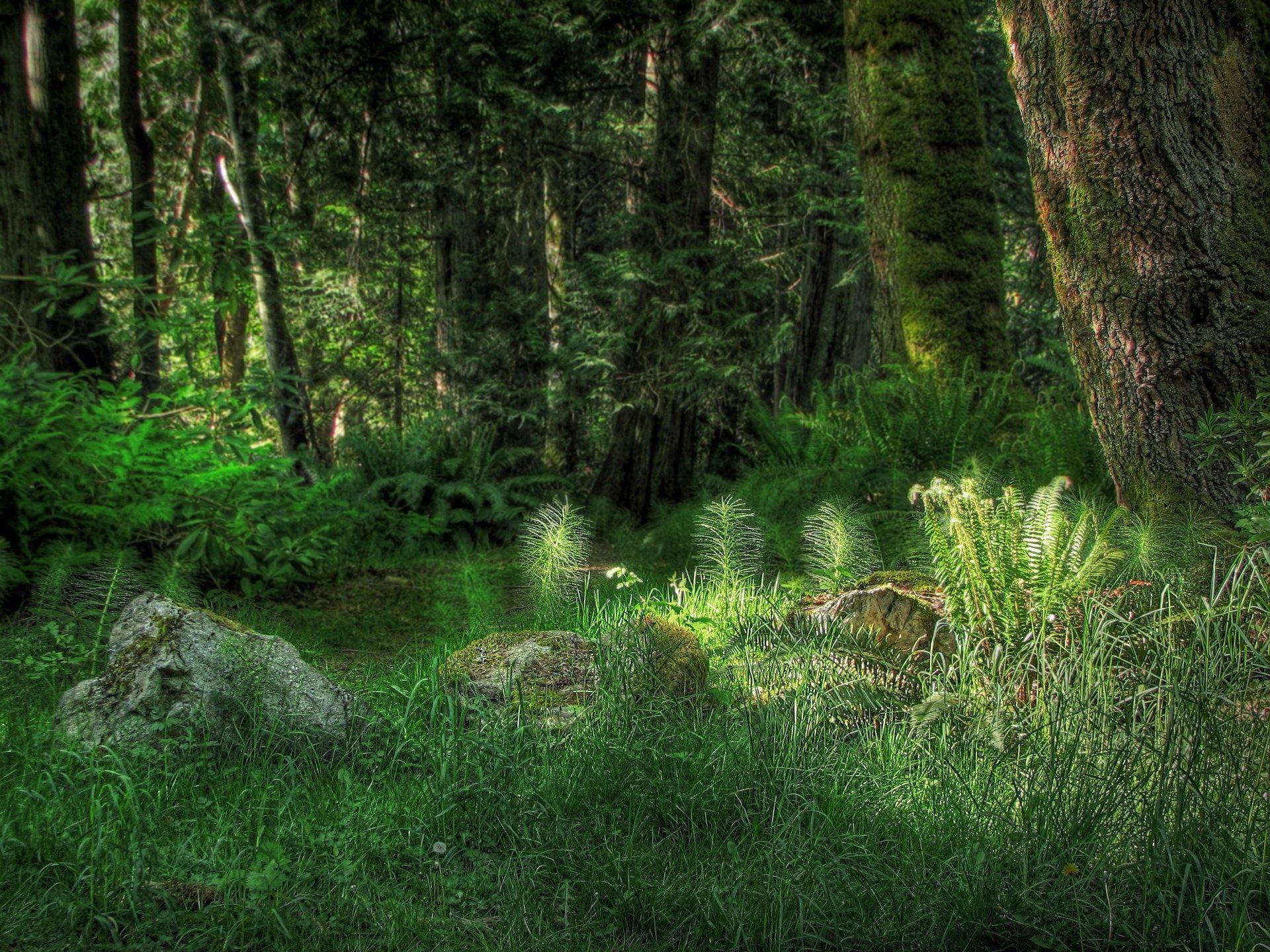 Ancient Forest Wallpapers - Top Free Ancient Forest Backgrounds ...