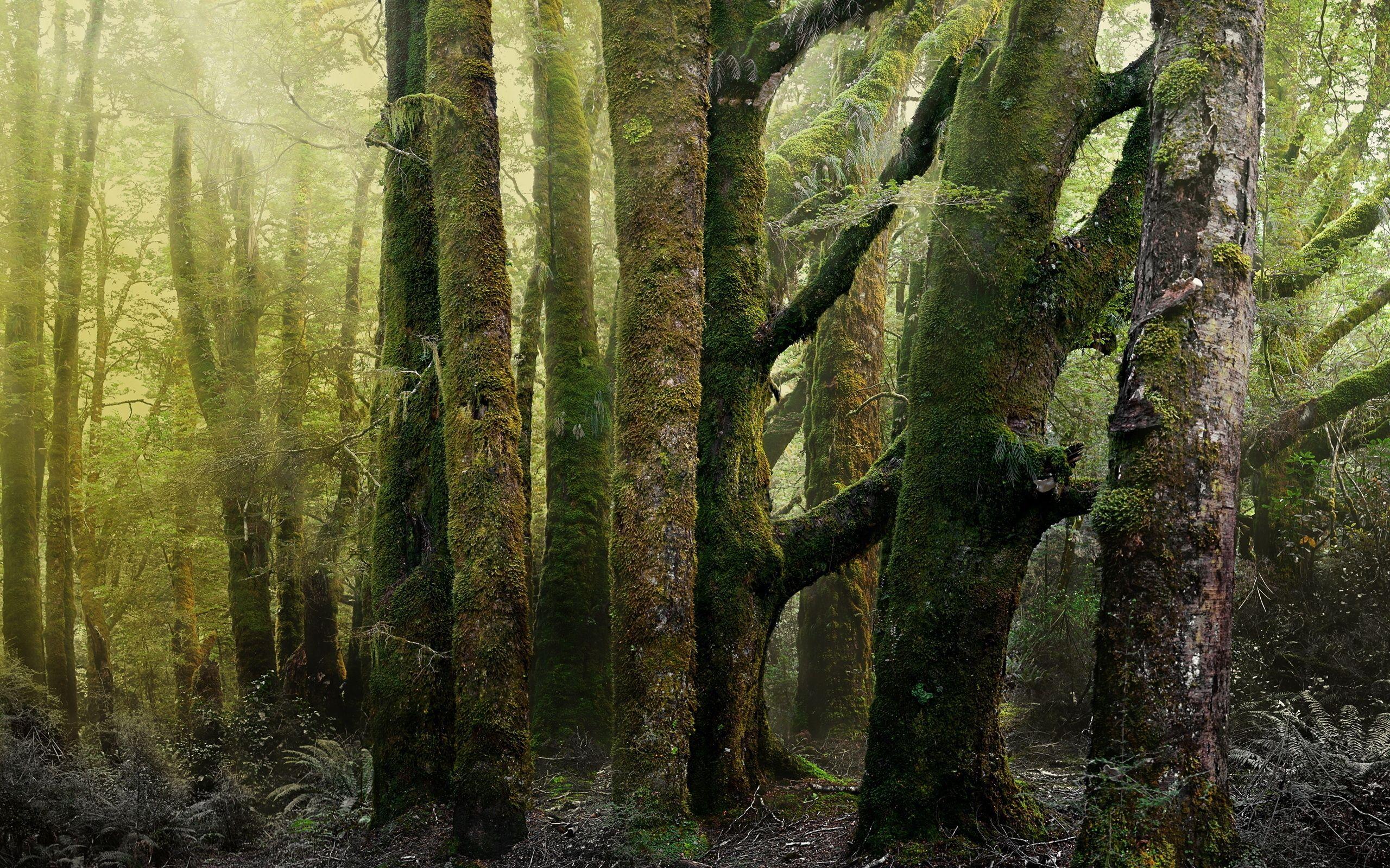 Ancient Forest Wallpapers - Top Free Ancient Forest Backgrounds ...
