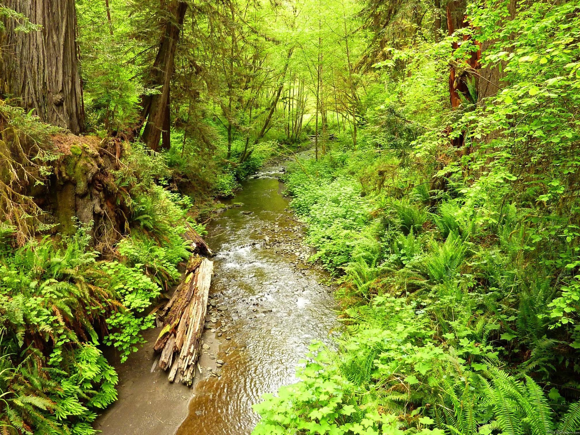 Ancient Forest Wallpapers - Top Free Ancient Forest Backgrounds ...