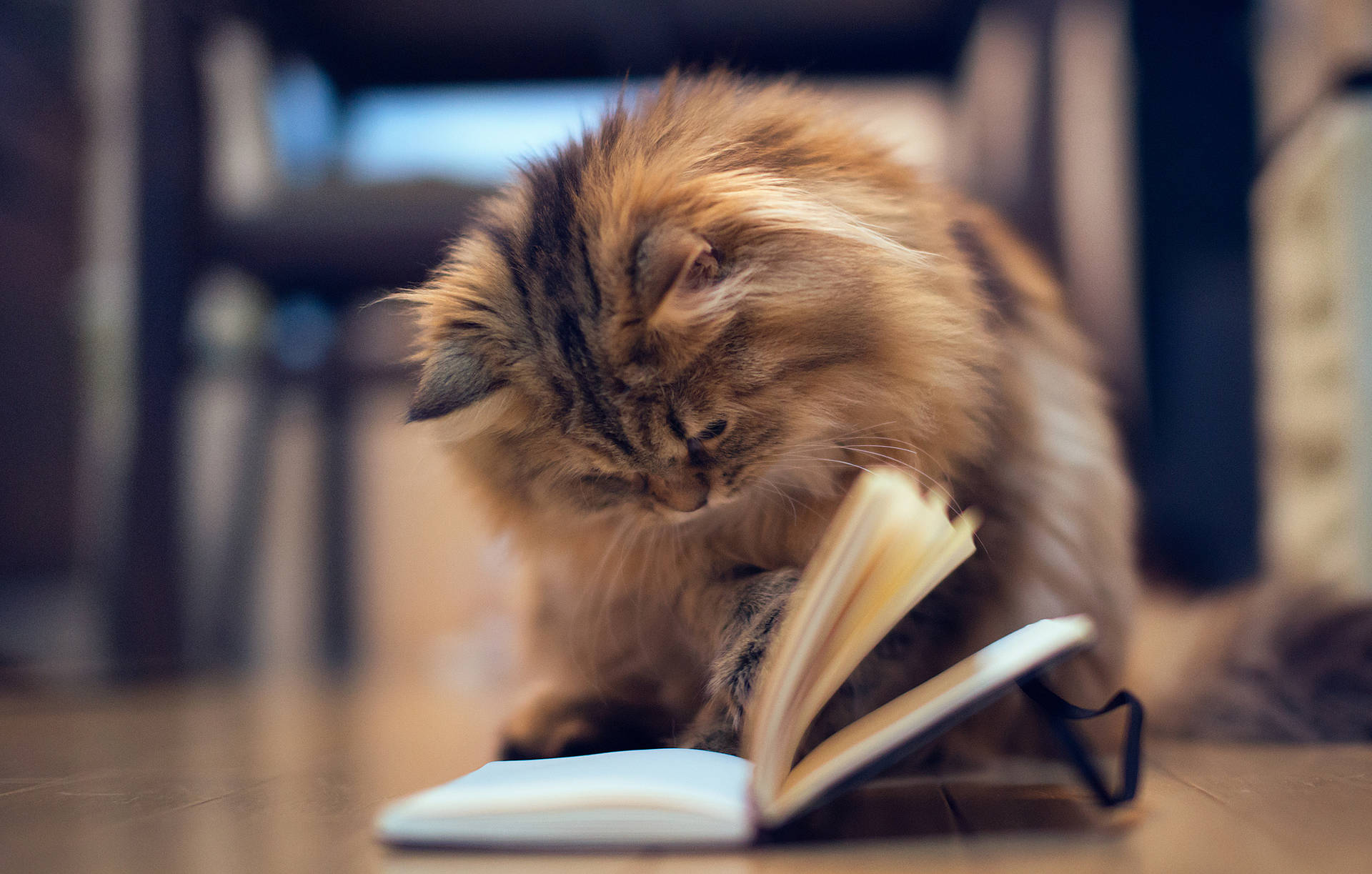 Cat Book Wallpapers - Top Free Cat Book Backgrounds - WallpaperAccess