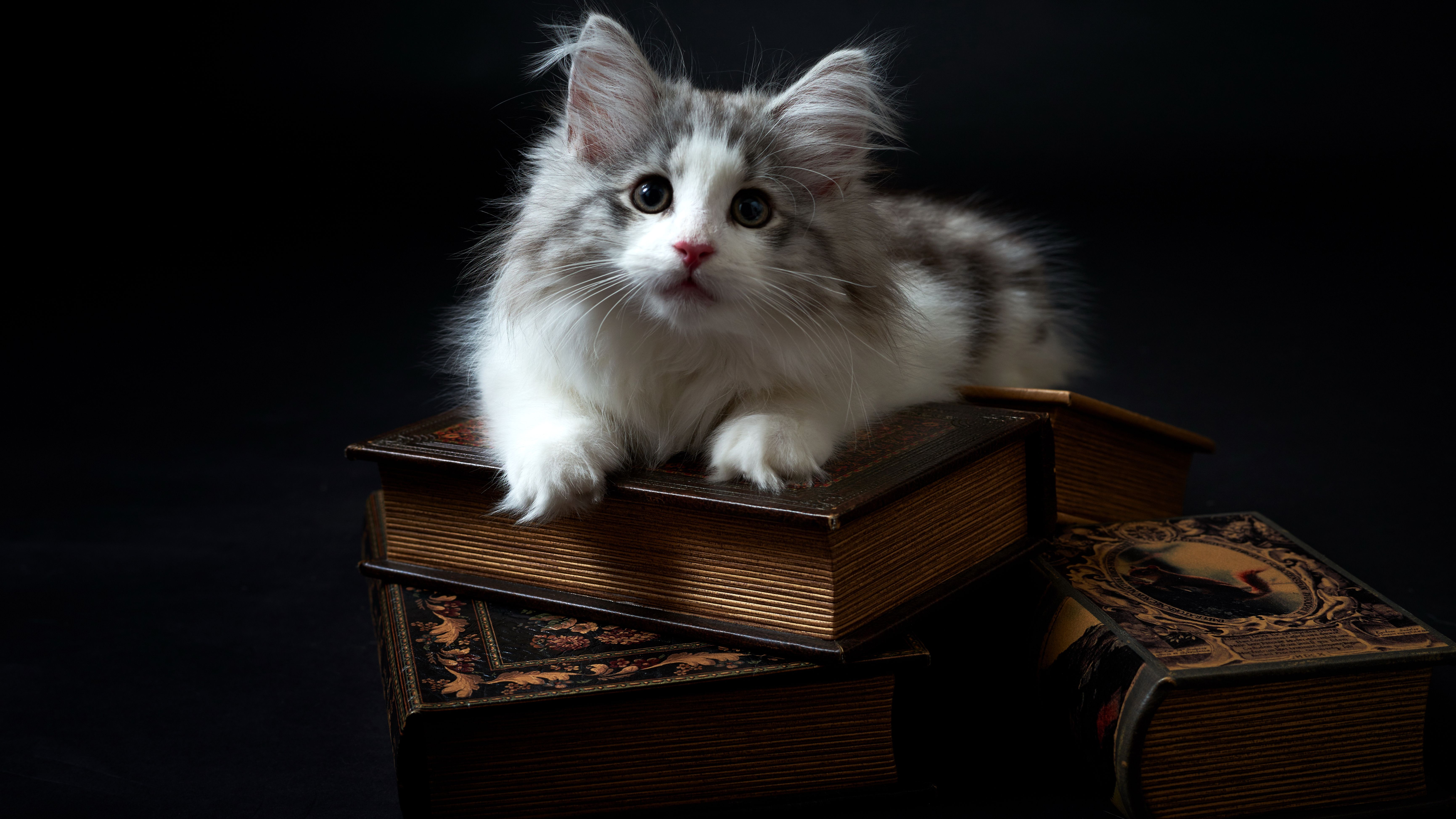 Cat Book Wallpapers - Top Free Cat Book Backgrounds - WallpaperAccess