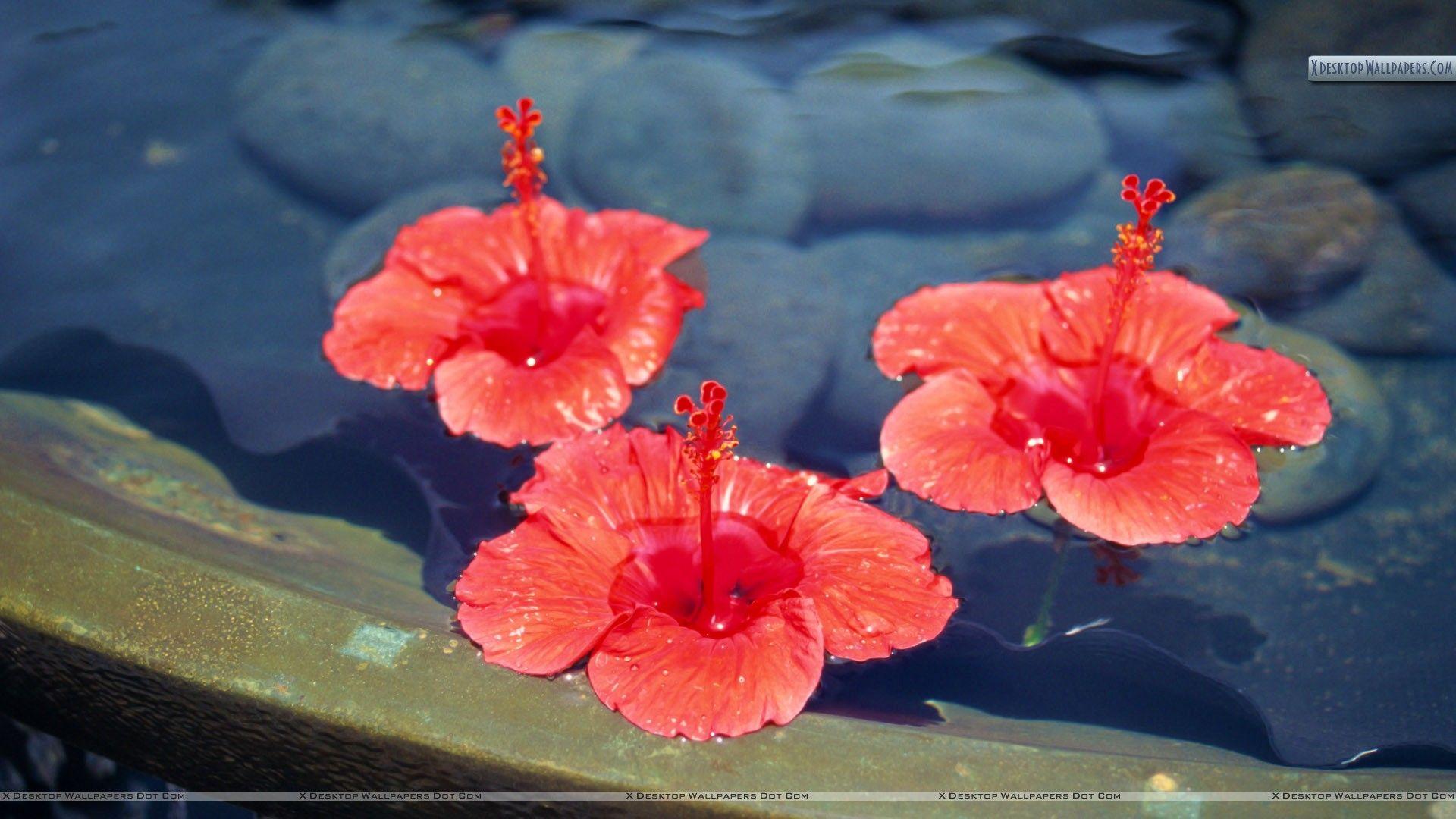 Floating Flowers Wallpapers - Top Free Floating Flowers Backgrounds ...