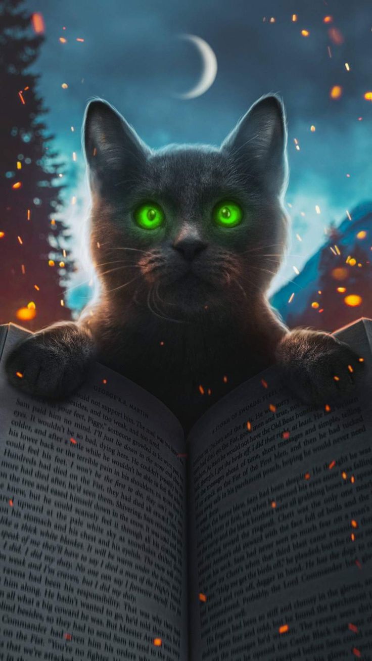 Cat Book Wallpapers - Top Free Cat Book Backgrounds - WallpaperAccess