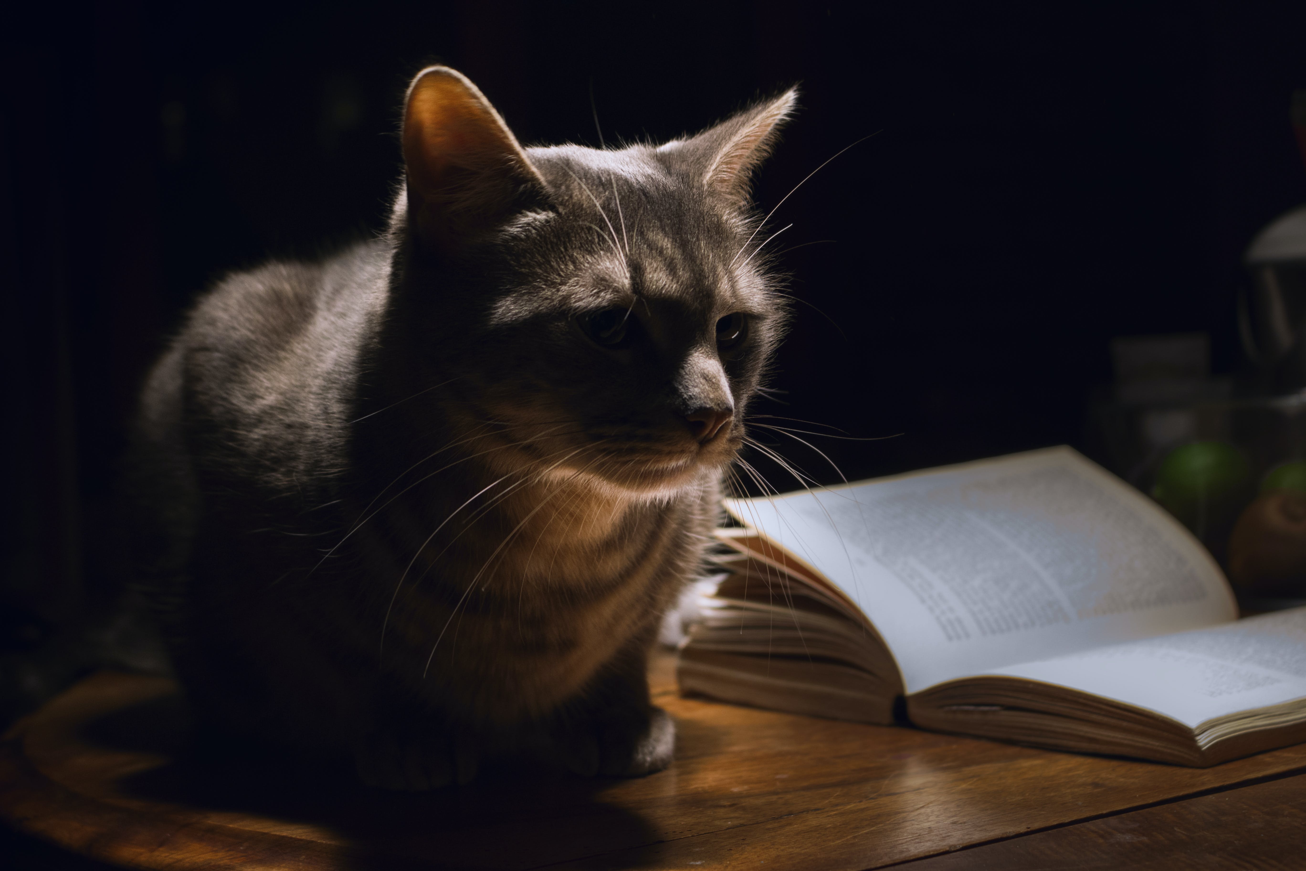 Cat Book Wallpapers - Top Free Cat Book Backgrounds - WallpaperAccess