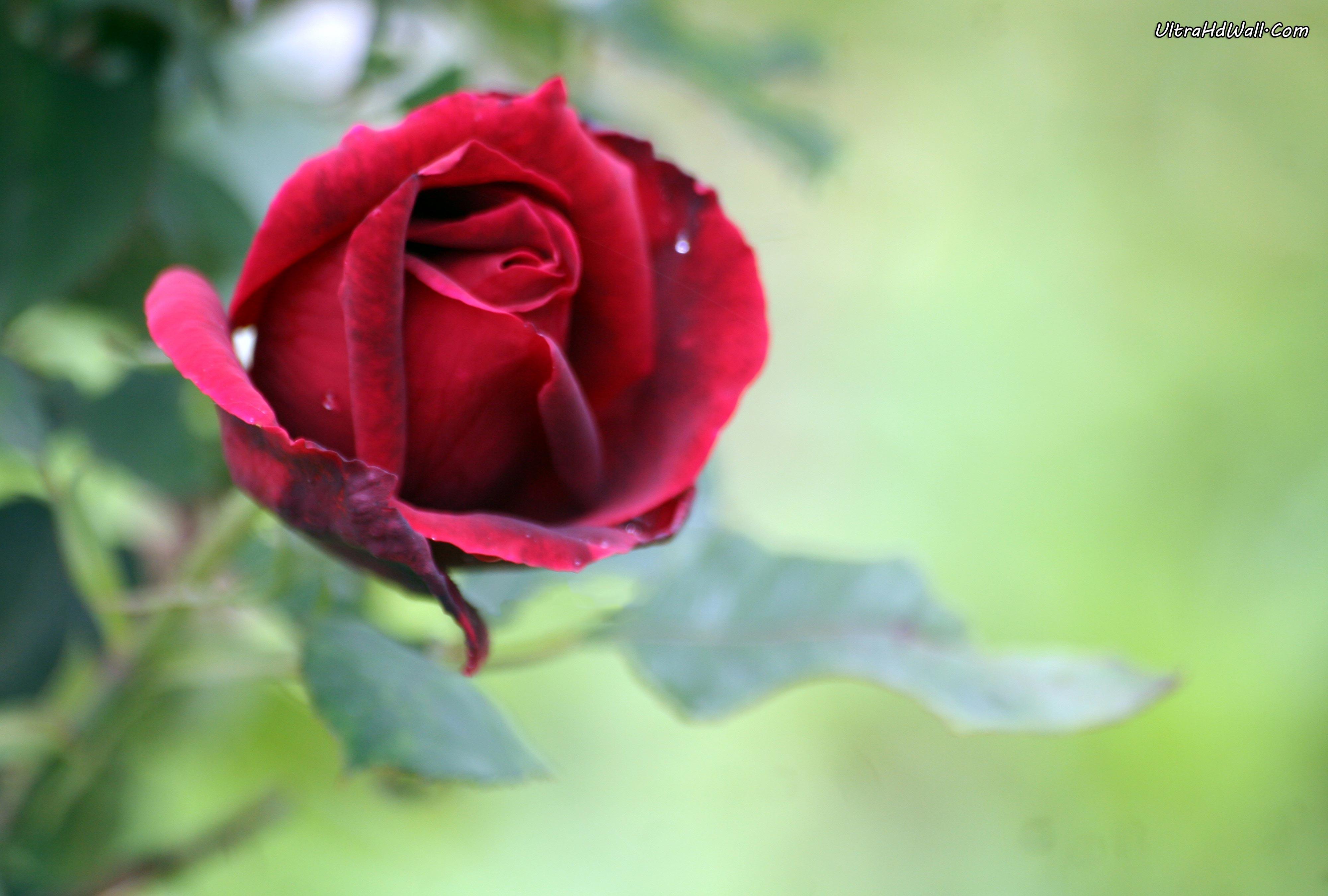 4K Ultra HD Rose Wallpapers - Top Free 4K Ultra HD Rose Backgrounds ...