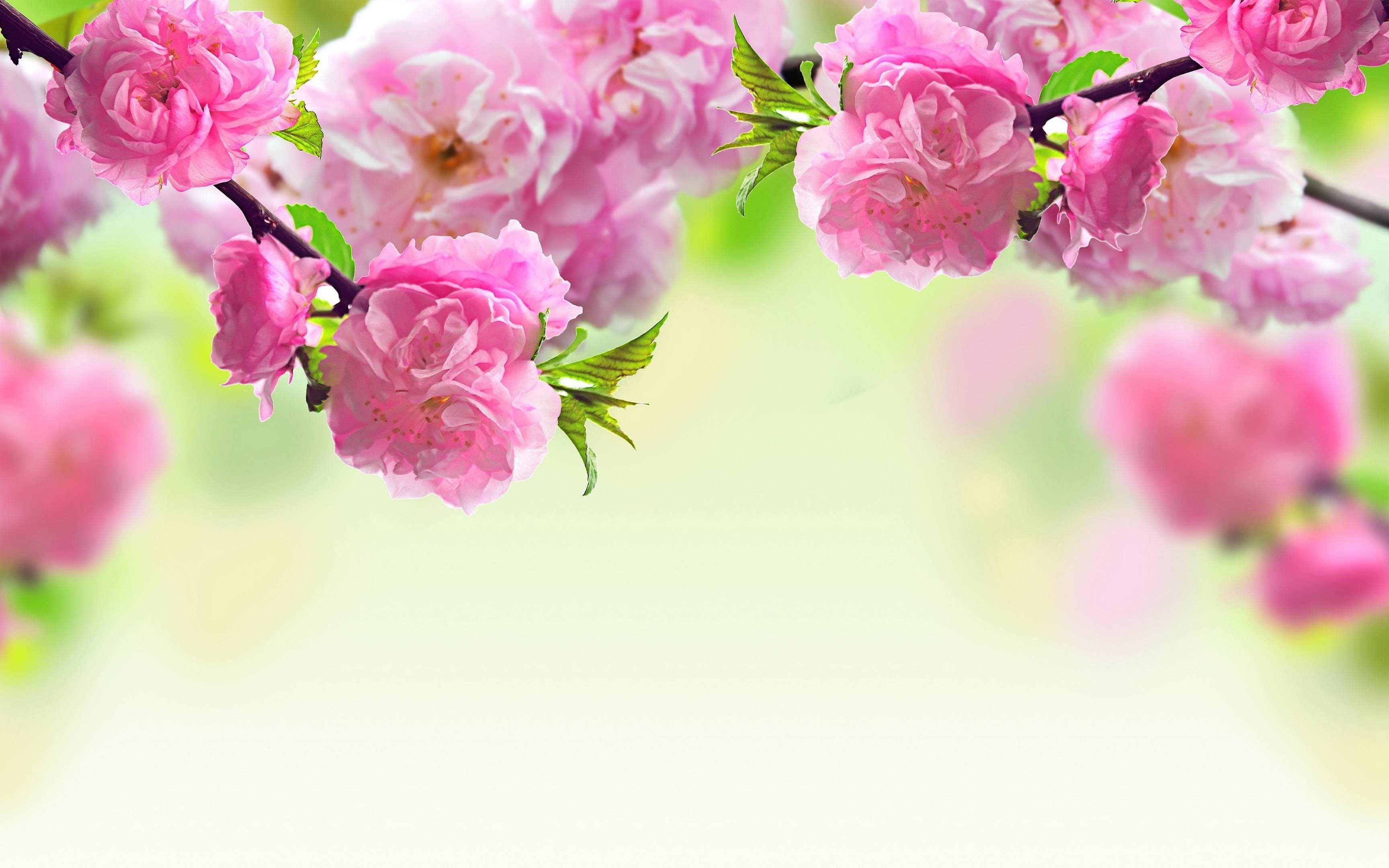 4K Flower Wallpapers Top Free 4K Flower Backgrounds WallpaperAccess 4K Flower Wallpapers Top Free 4K Flower Backgrounds WallpaperAccess