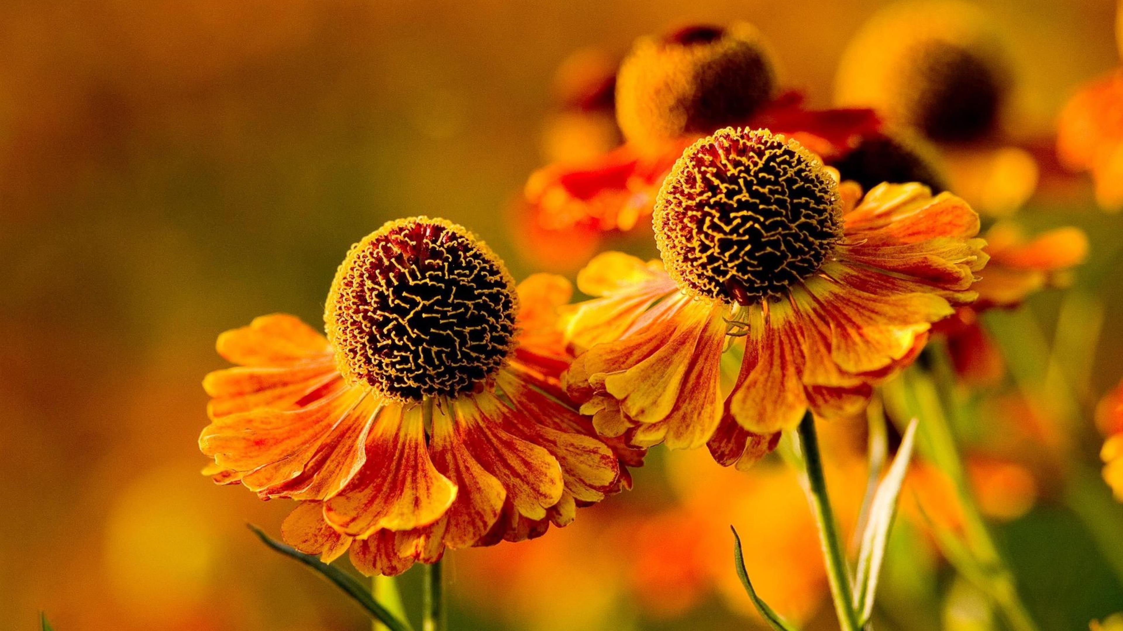 4K Flower Wallpapers - Top Free 4K Flower Backgrounds - WallpaperAccess