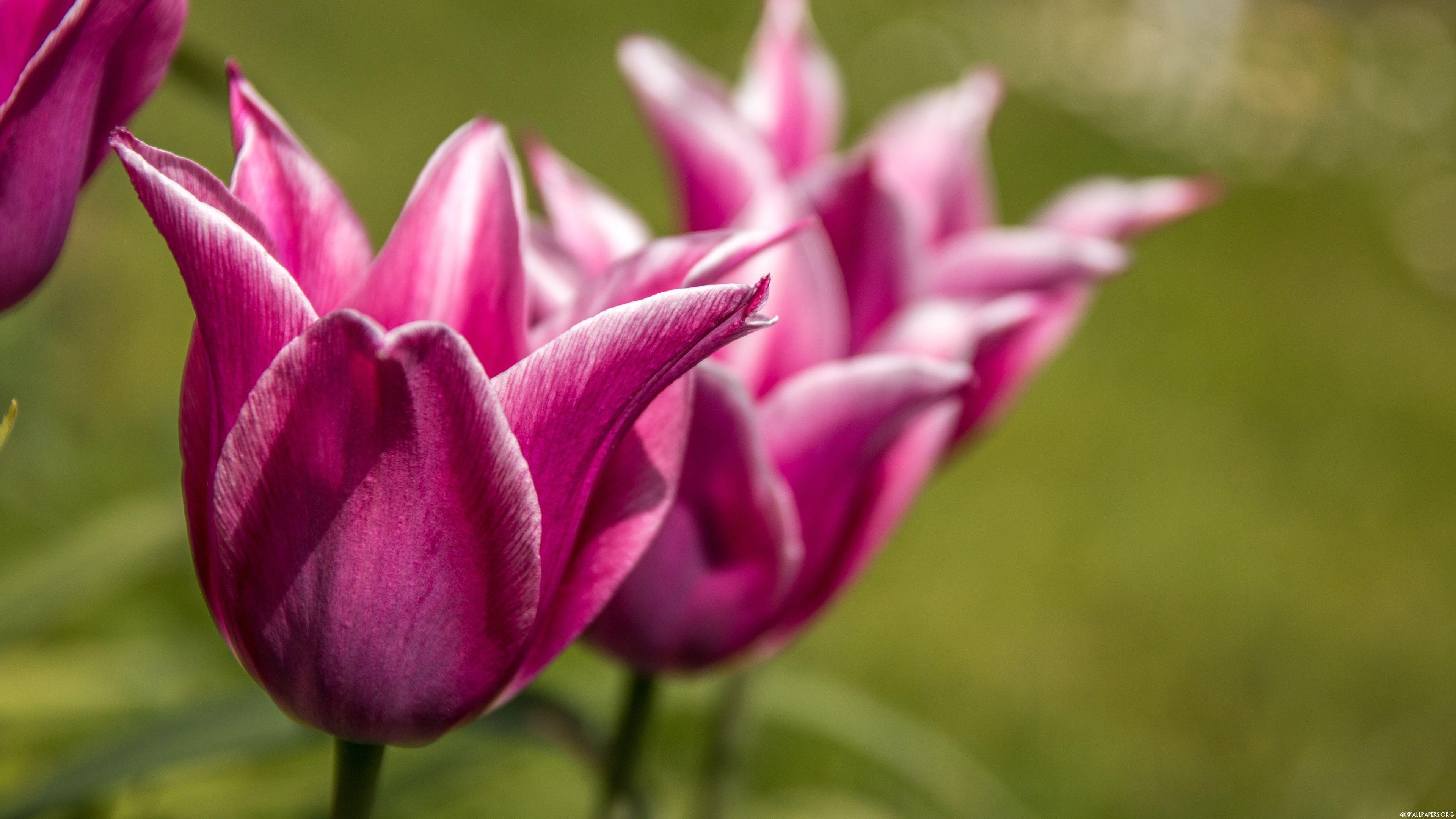 4K Flower Wallpapers - Top Free 4K Flower Backgrounds - WallpaperAccess