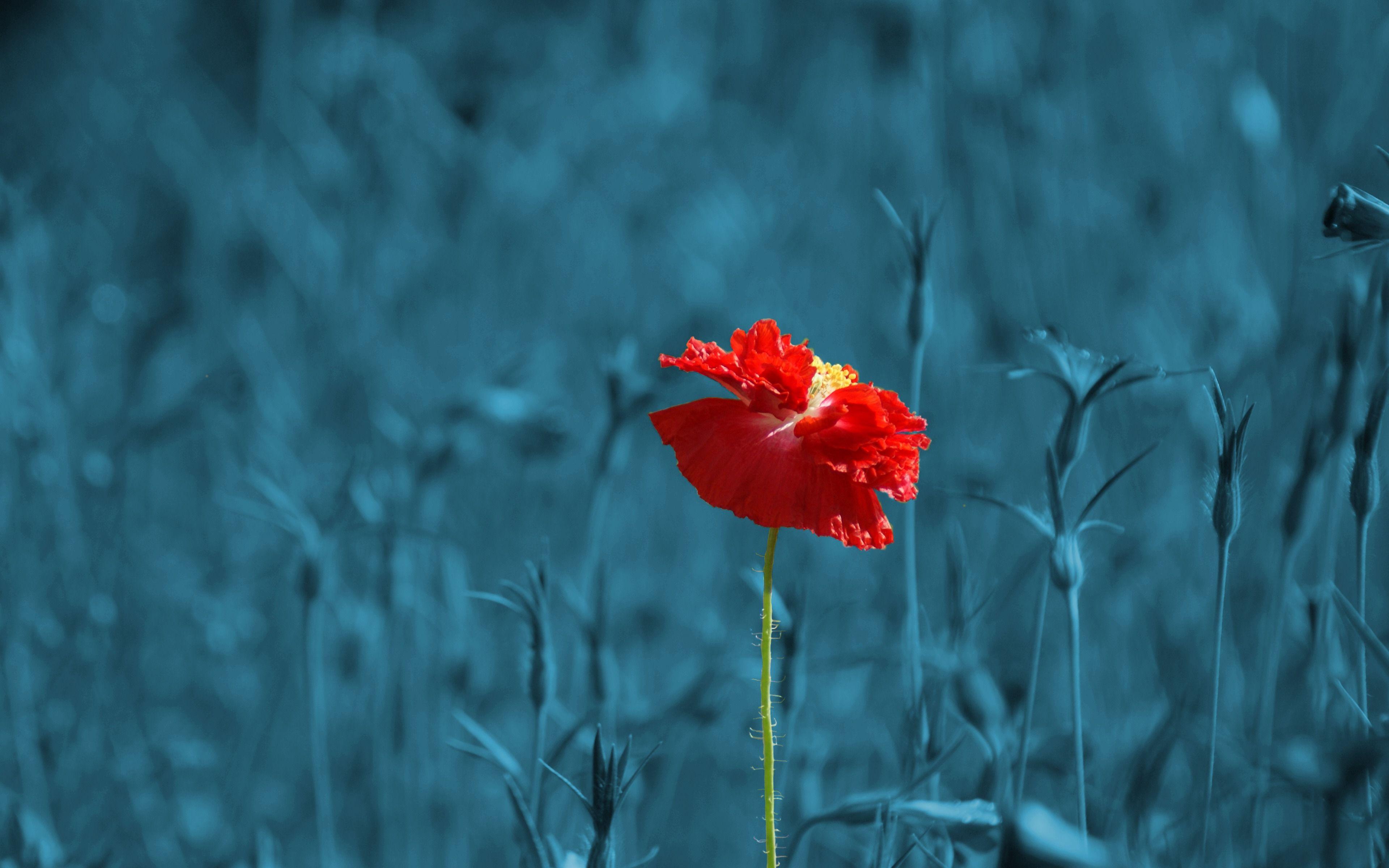 4K Flower Wallpapers - Top Free 4K Flower Backgrounds - WallpaperAccess