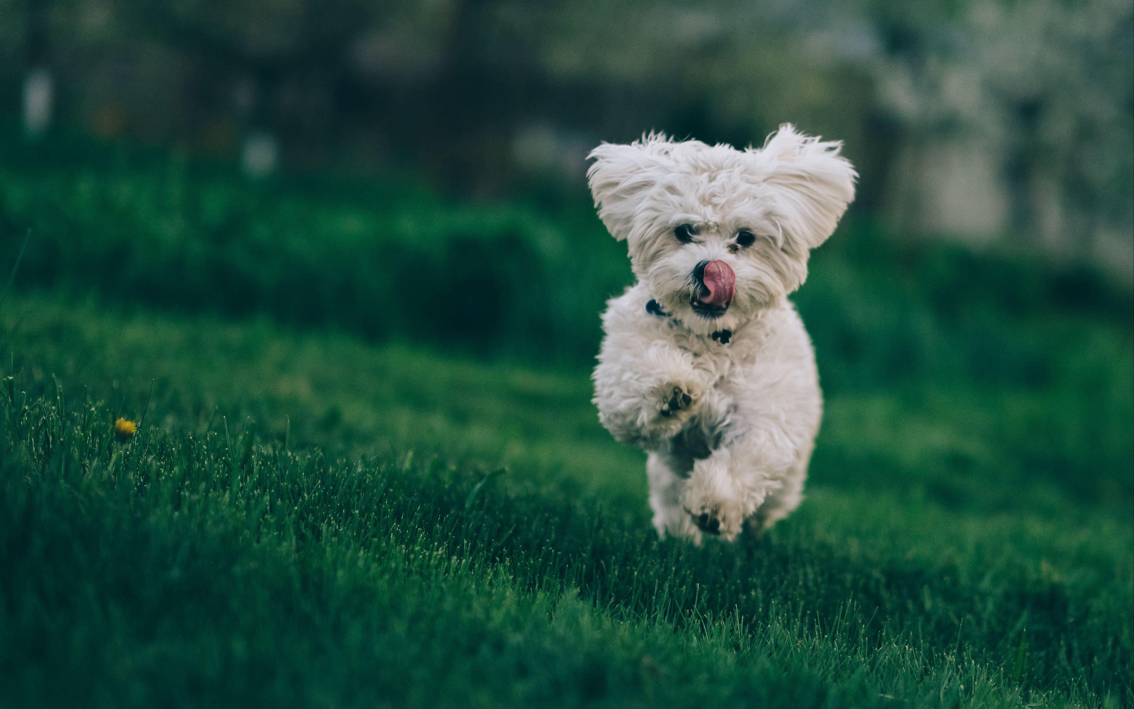 Whit Dog 4K Wallpapers - Top Free Whit Dog 4K Backgrounds - WallpaperAccess