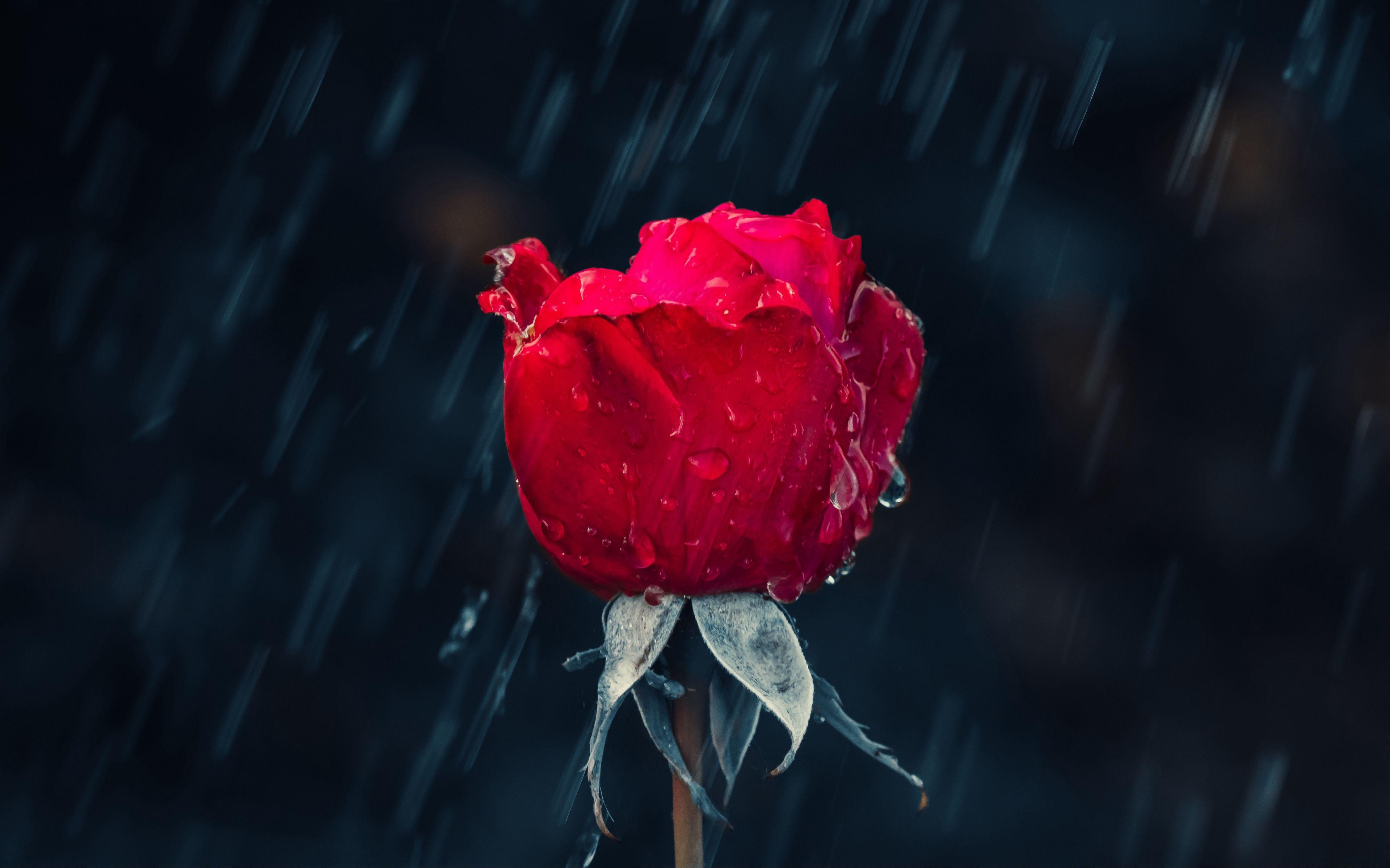 4K Ultra HD Rose Wallpapers - Top Free 4K Ultra HD Rose Backgrounds ...