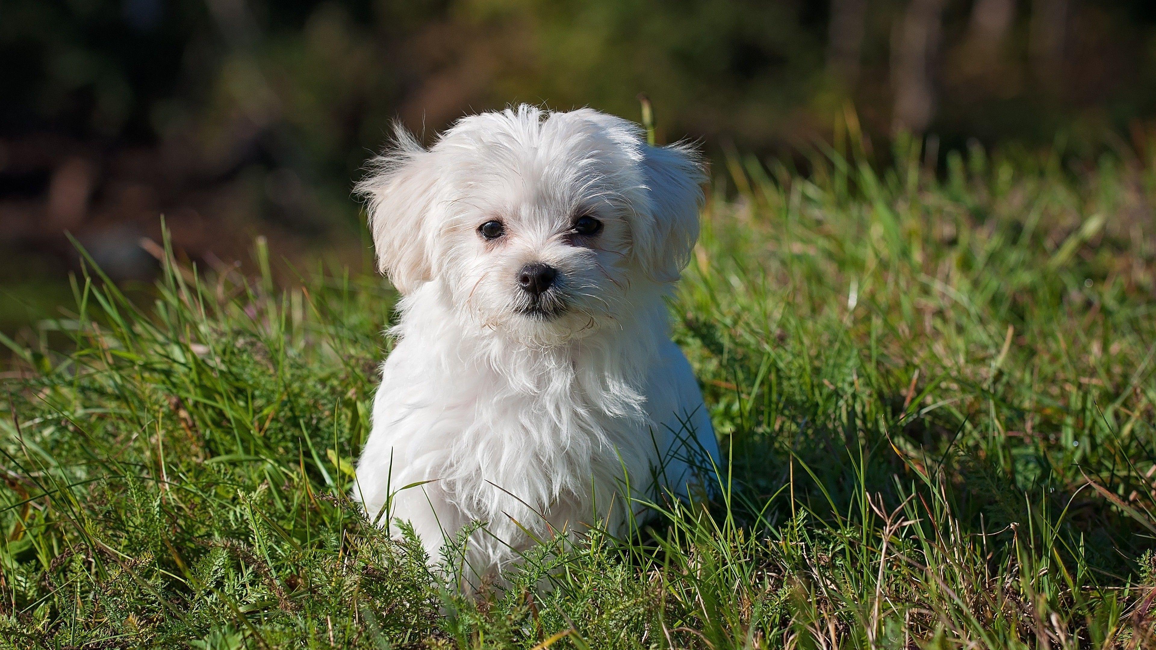 Whit Dog 4K Wallpapers - Top Free Whit Dog 4K Backgrounds - WallpaperAccess