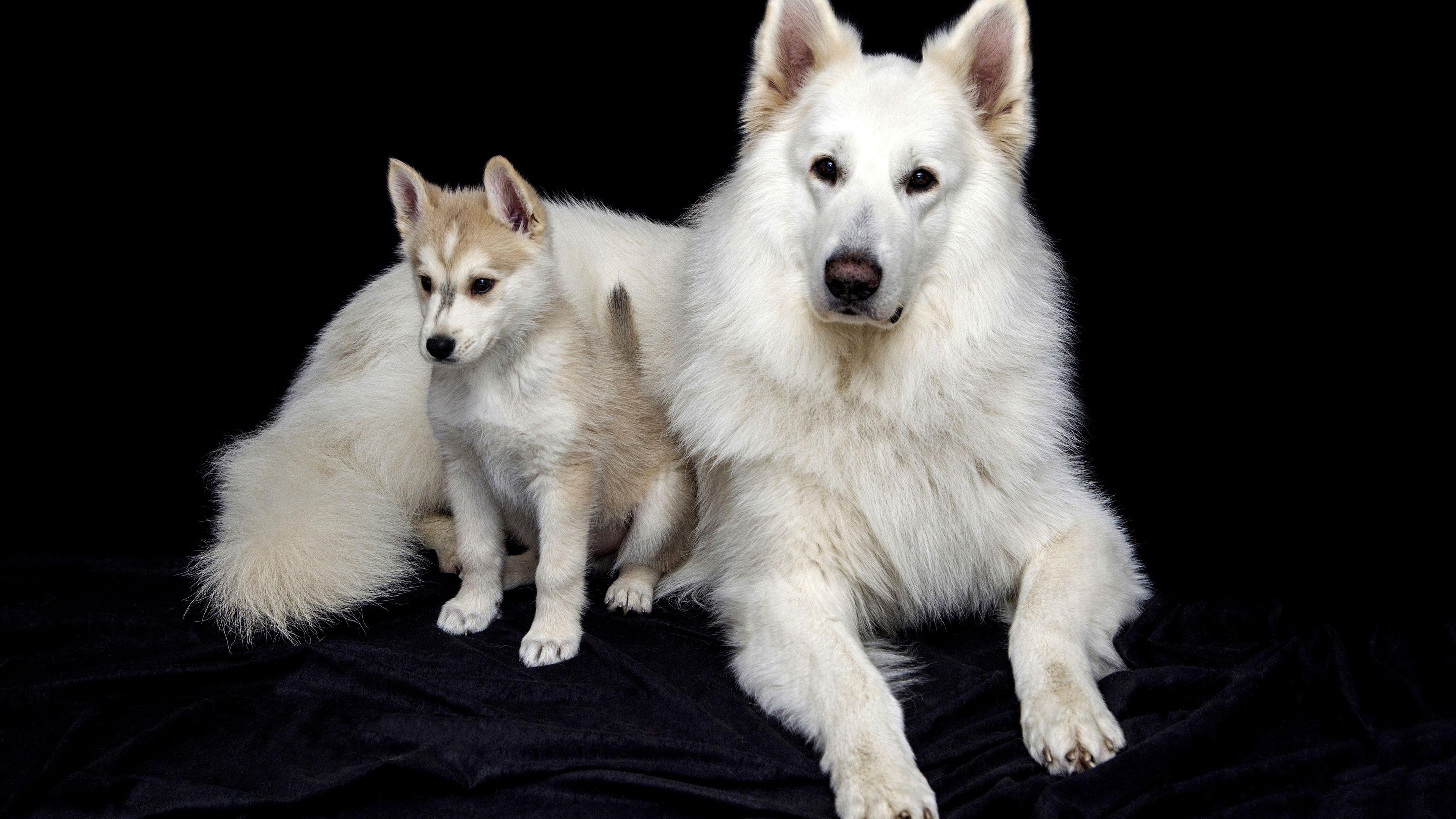 Whit Dog 4K Wallpapers - Top Free Whit Dog 4K Backgrounds - WallpaperAccess
