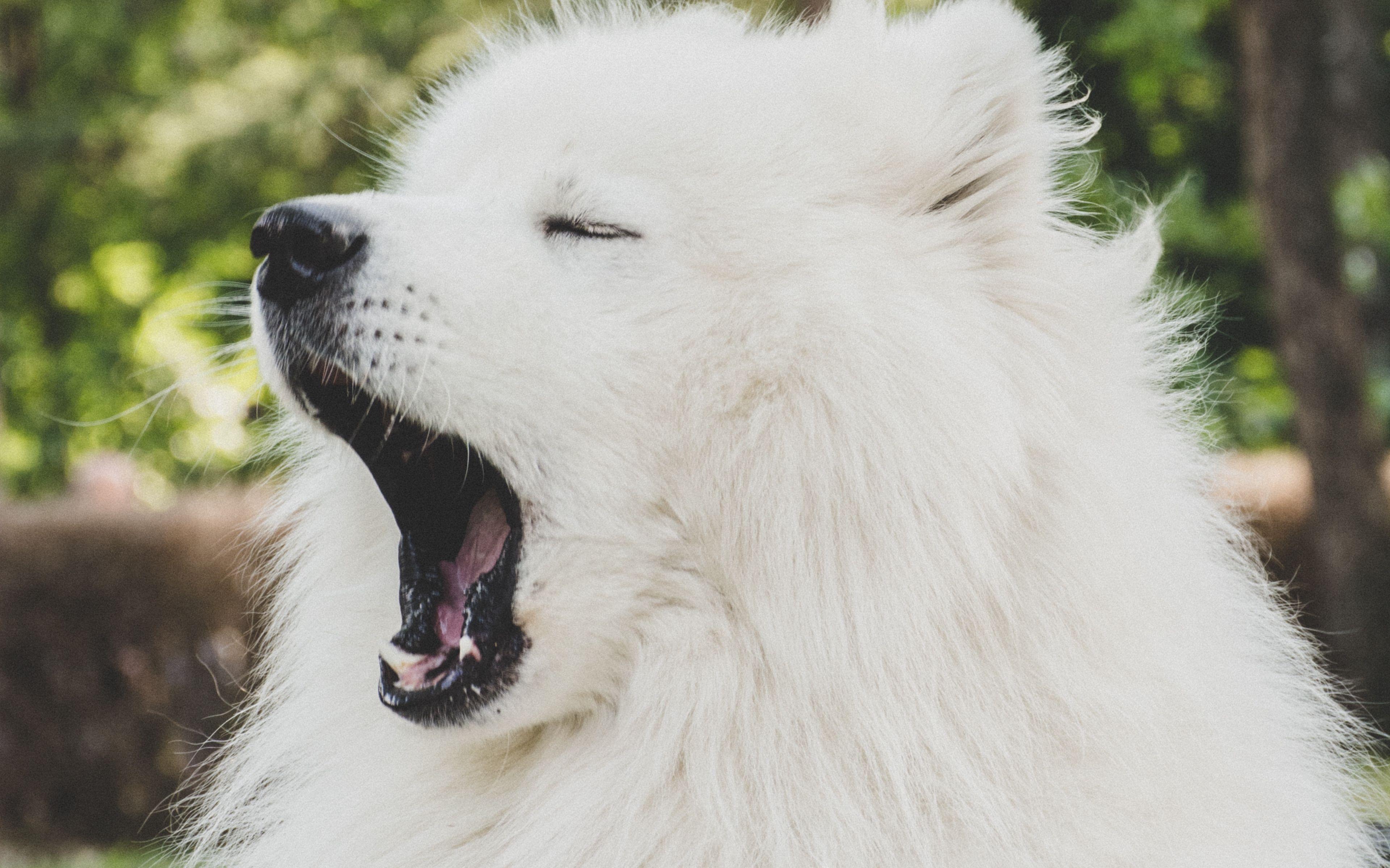 Whit Dog 4K Wallpapers - Top Free Whit Dog 4K Backgrounds - WallpaperAccess