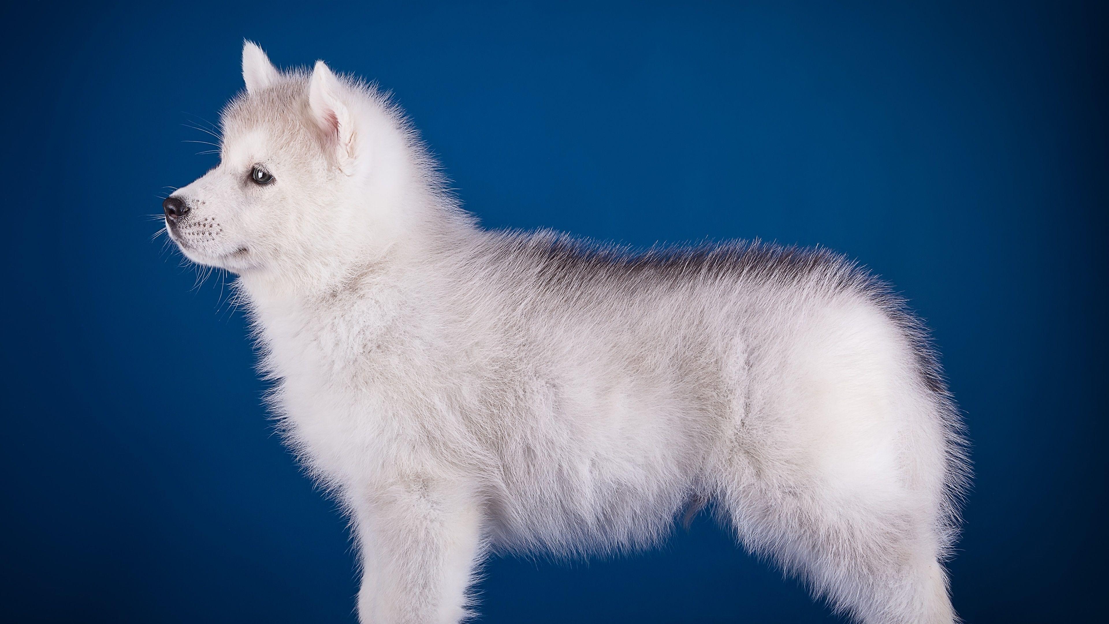 Whit Dog 4K Wallpapers - Top Free Whit Dog 4K Backgrounds - WallpaperAccess