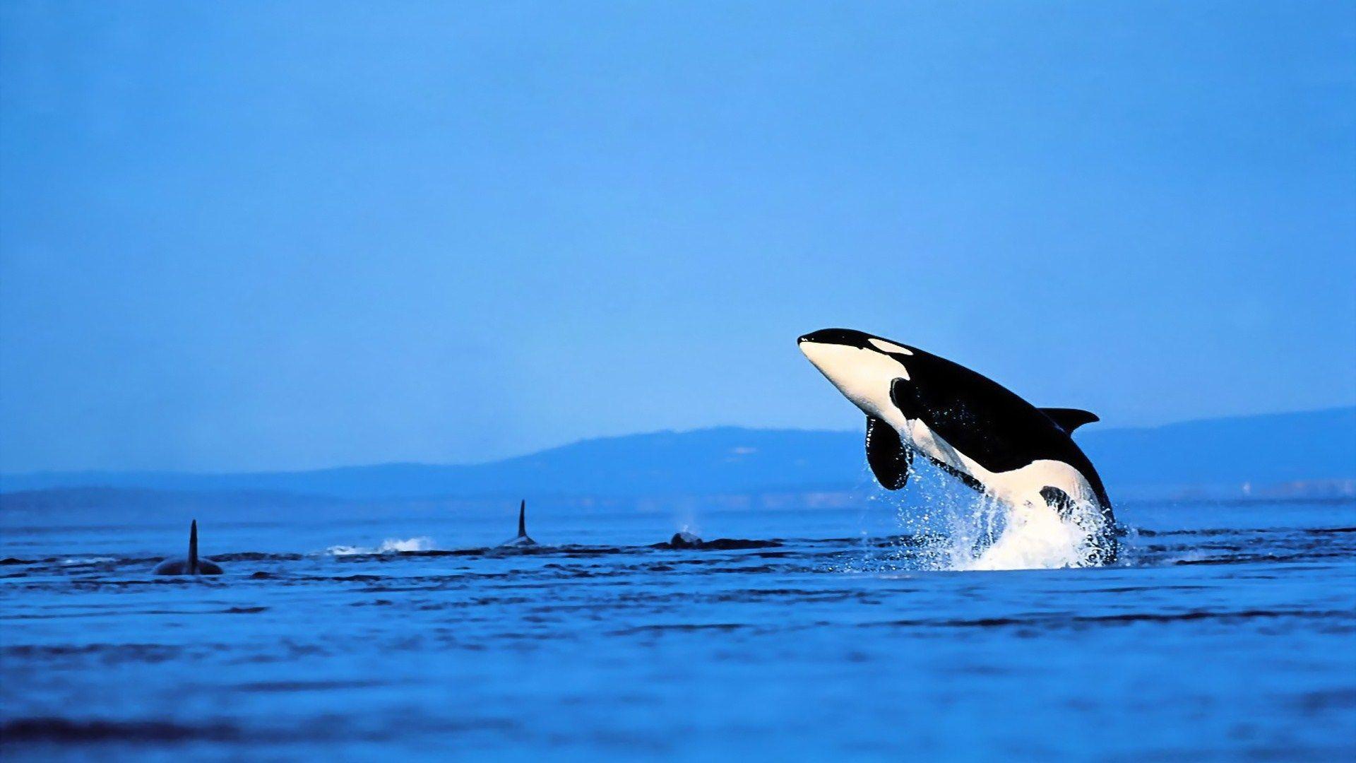 Orca Whale Wallpapers - Top Free Orca Whale Backgrounds - WallpaperAccess