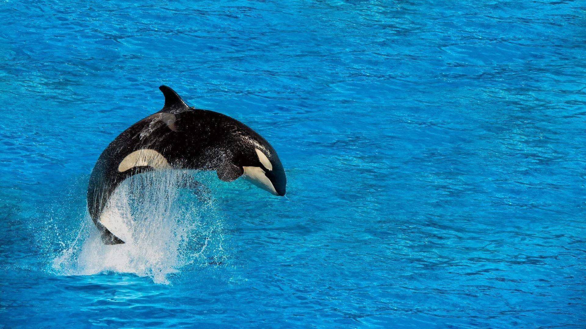 Orca Wallpapers - Top Free Orca Backgrounds - WallpaperAccess
