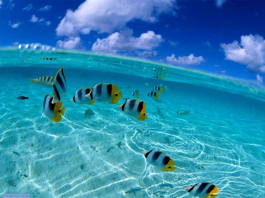 Aquatic Life Wallpapers - Top Free Aquatic Life Backgrounds ...