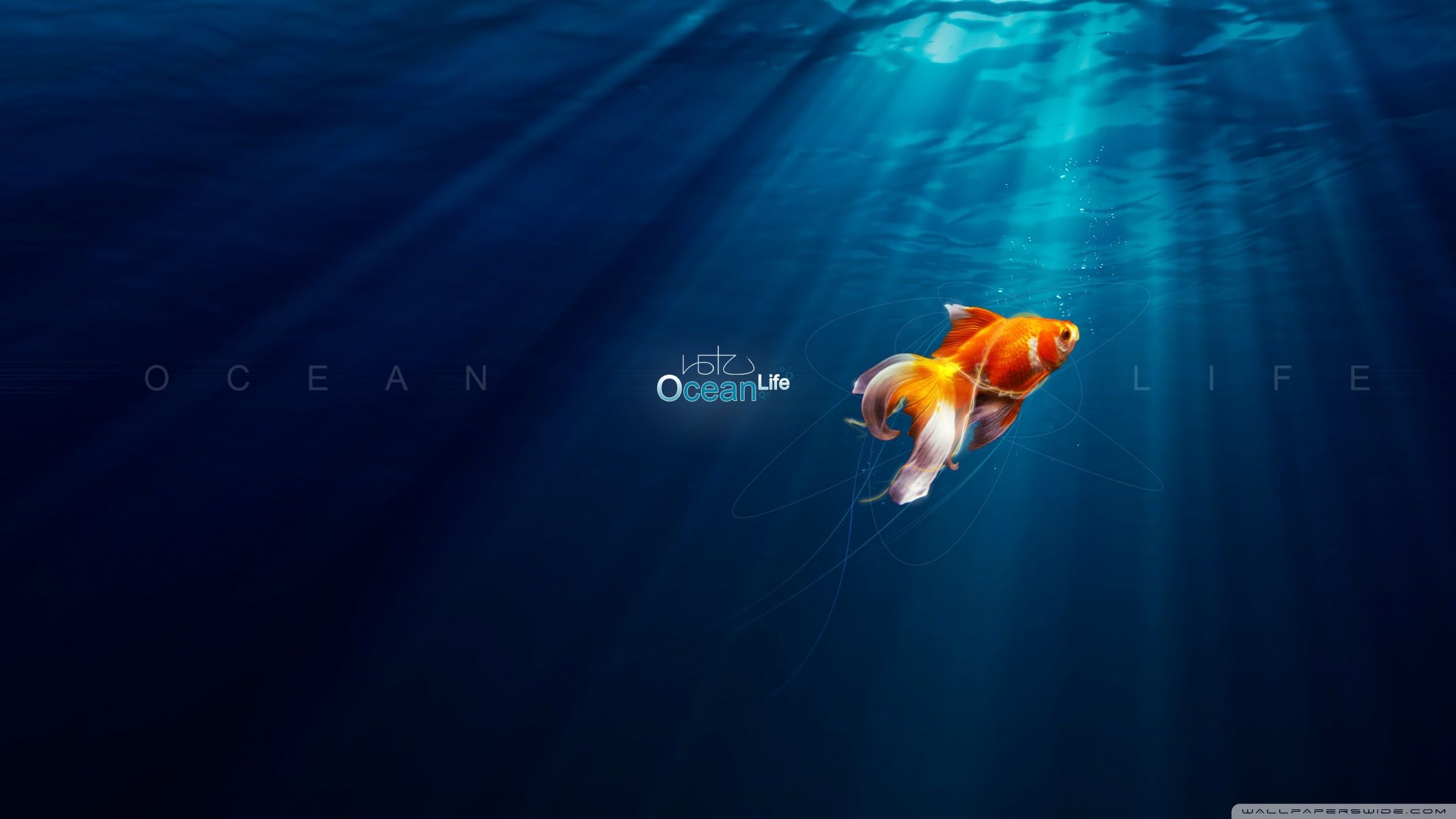 Aquatic Life Wallpapers - Top Free Aquatic Life Backgrounds ...