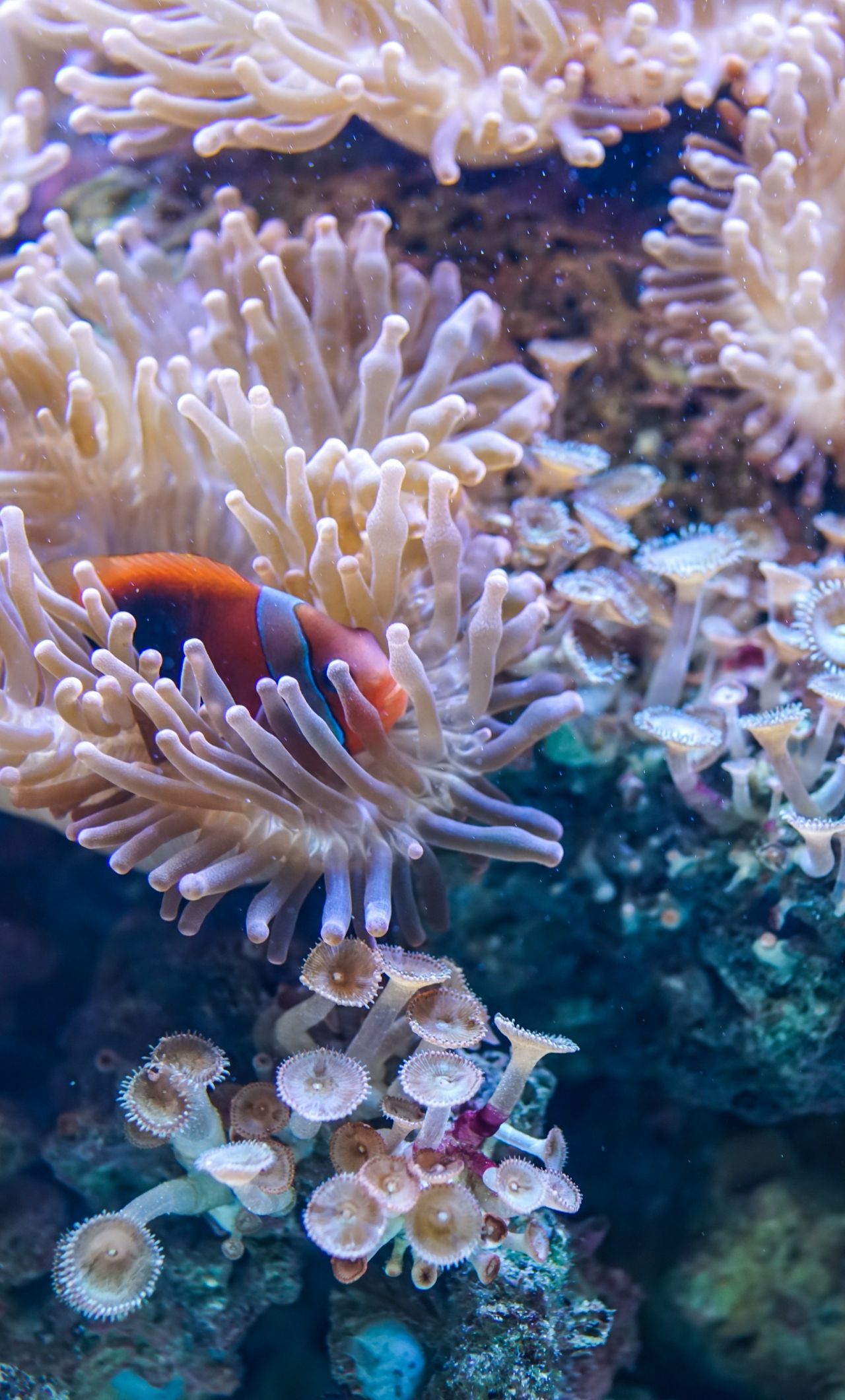 Aquatic Life Wallpapers - Top Free Aquatic Life Backgrounds ...