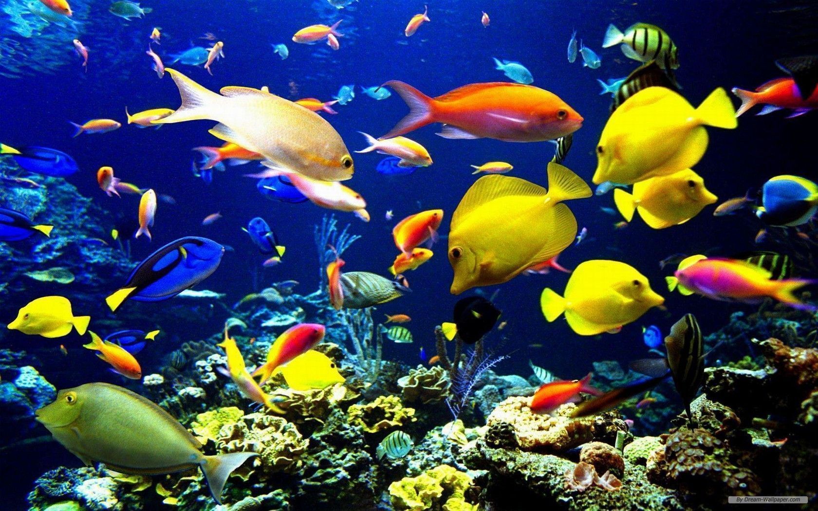 Aquatic Life Wallpapers - Top Free Aquatic Life Backgrounds ...
