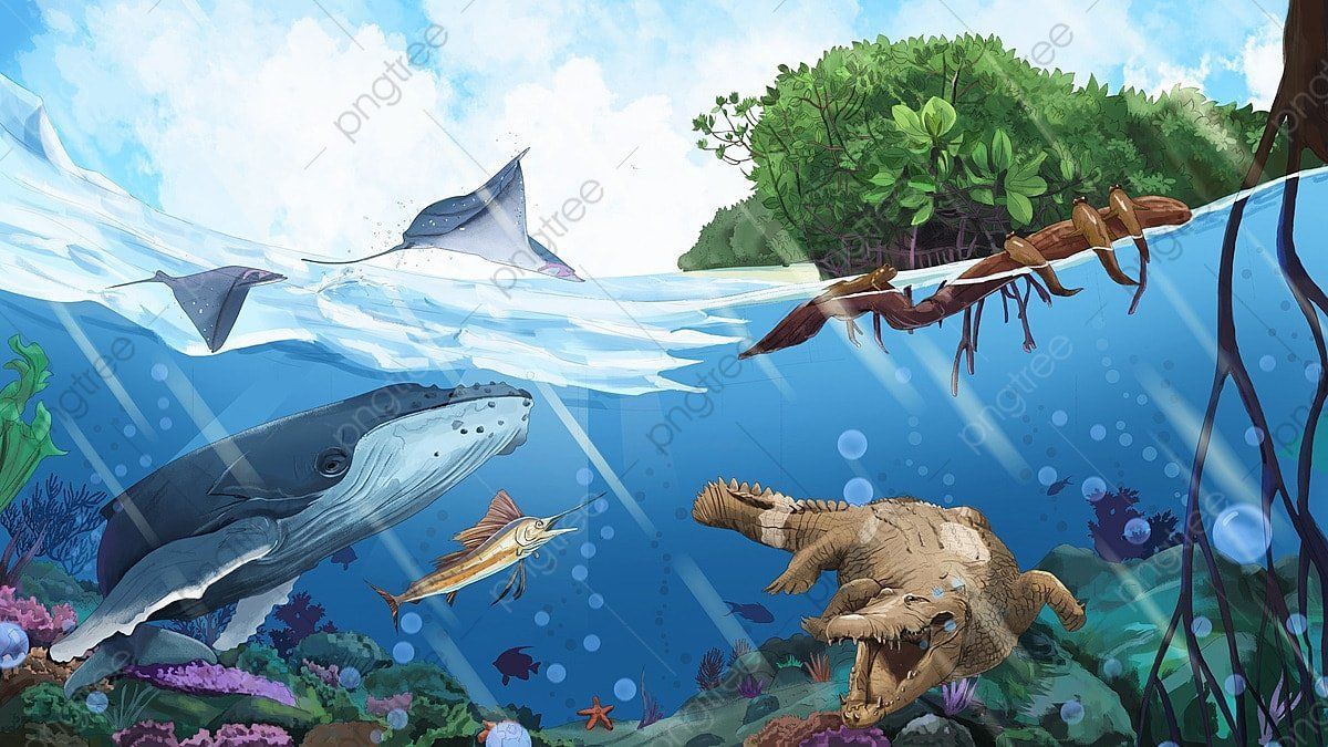 Aquatic Life Wallpapers - Top Free Aquatic Life Backgrounds ...