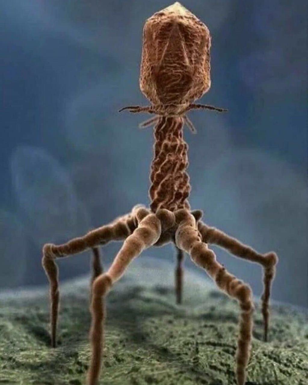 Phage Wallpapers - Top Free Phage Backgrounds - WallpaperAccess