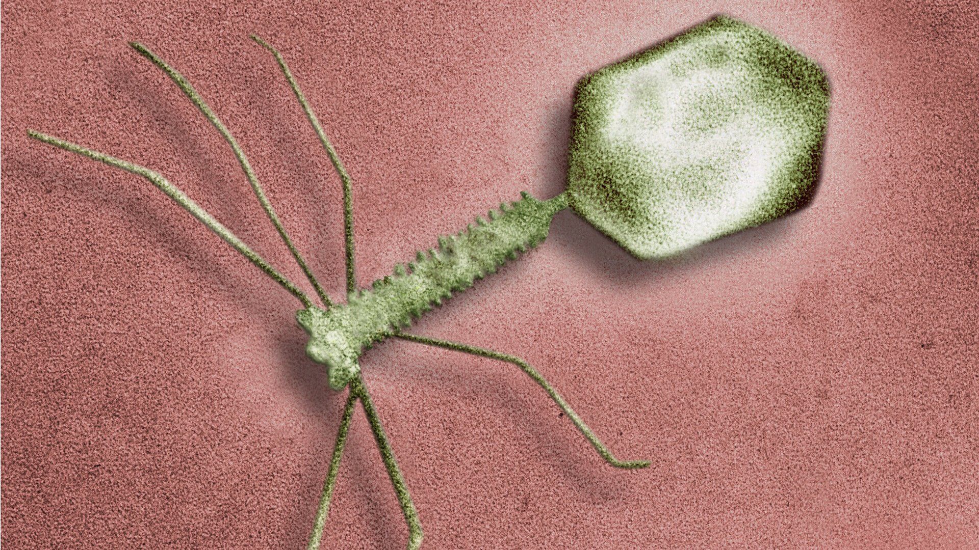 Phage Wallpapers - Top Free Phage Backgrounds - WallpaperAccess