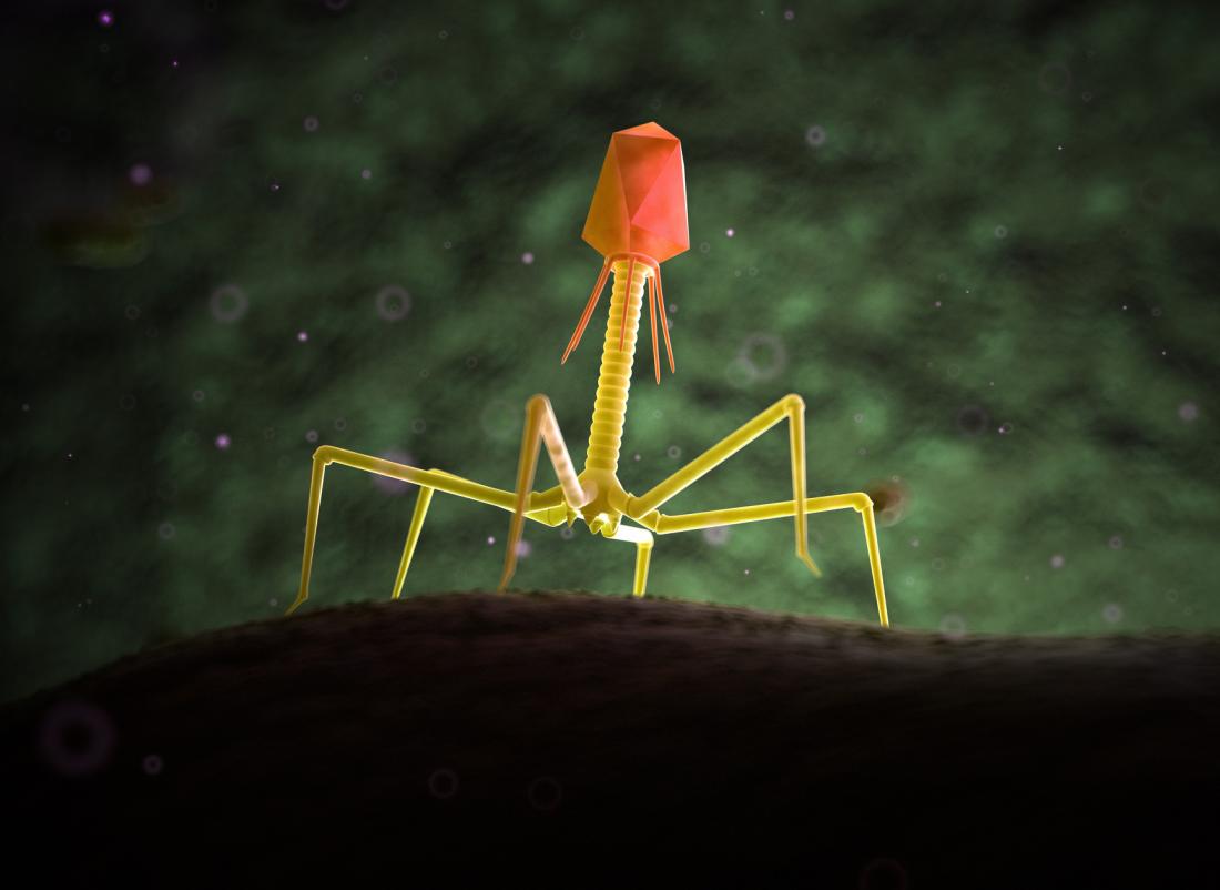 Phage Wallpapers - Top Free Phage Backgrounds - WallpaperAccess
