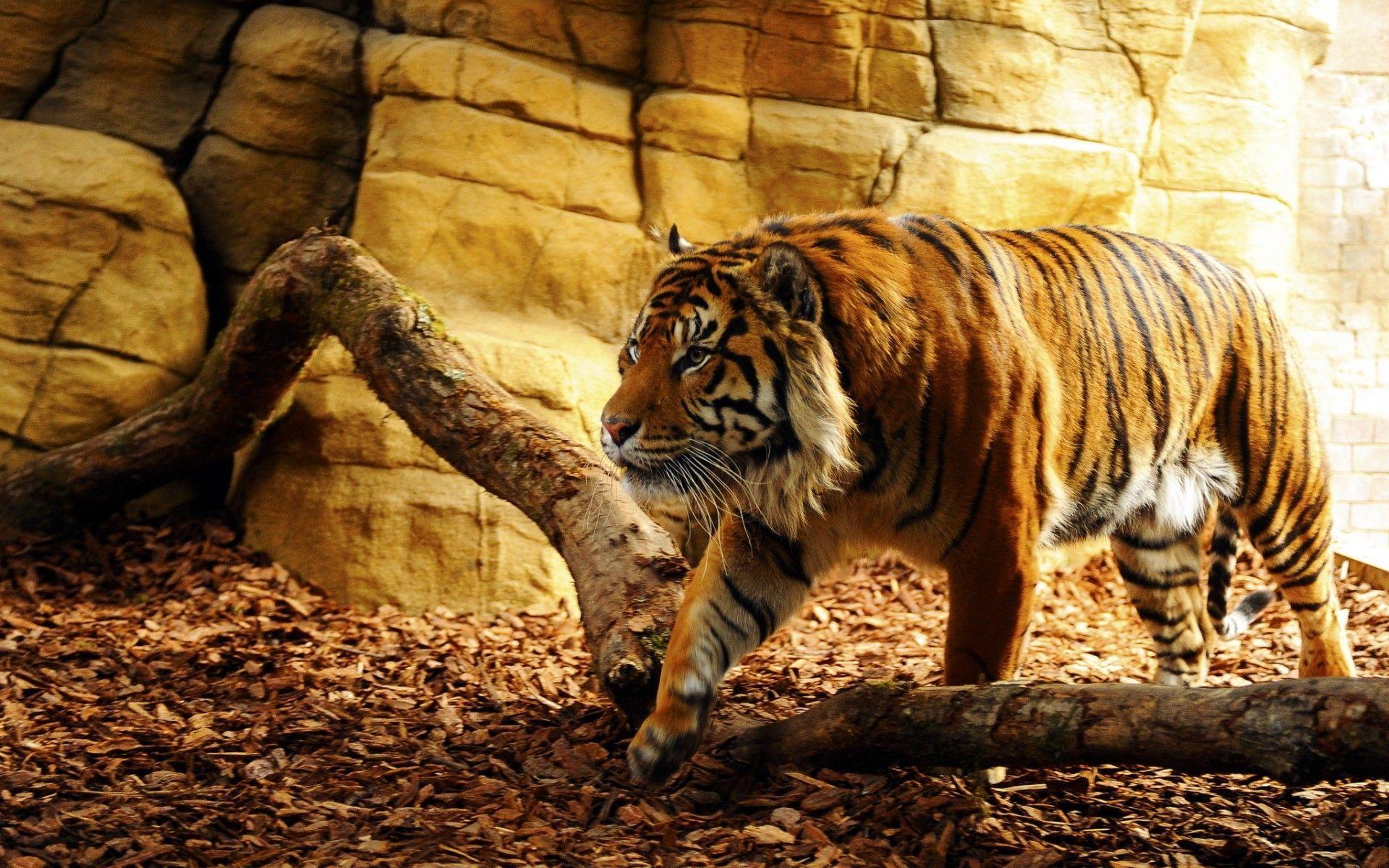 Aggressive Tiger Wallpapers - Top Free Aggressive Tiger Backgrounds ...