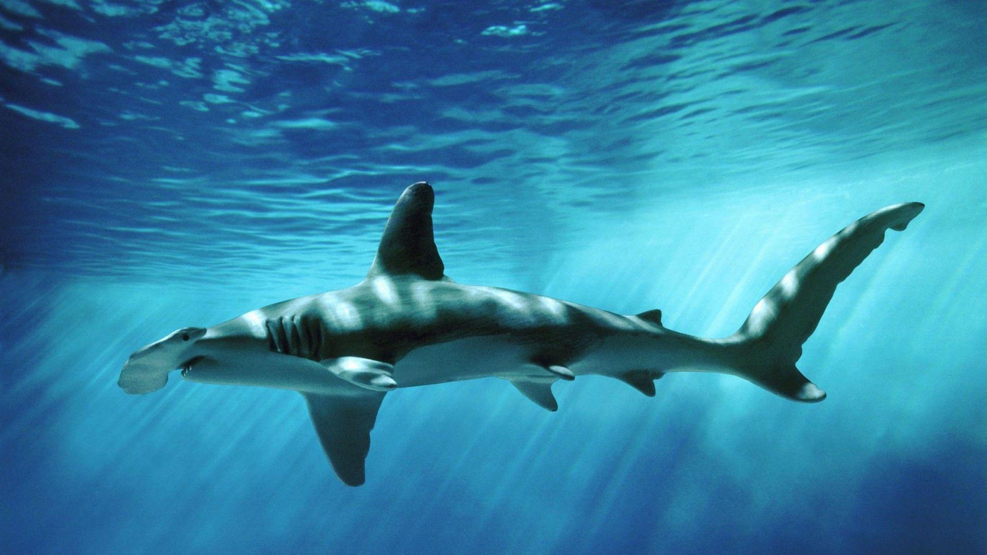 HD Shark Desktop Wallpapers - Top Free HD Shark Desktop Backgrounds ...
