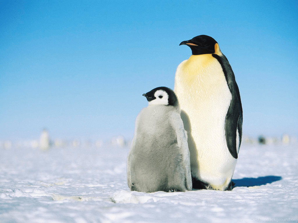 Cute Baby Penguin Wallpapers - Top Free Cute Baby Penguin Backgrounds ...