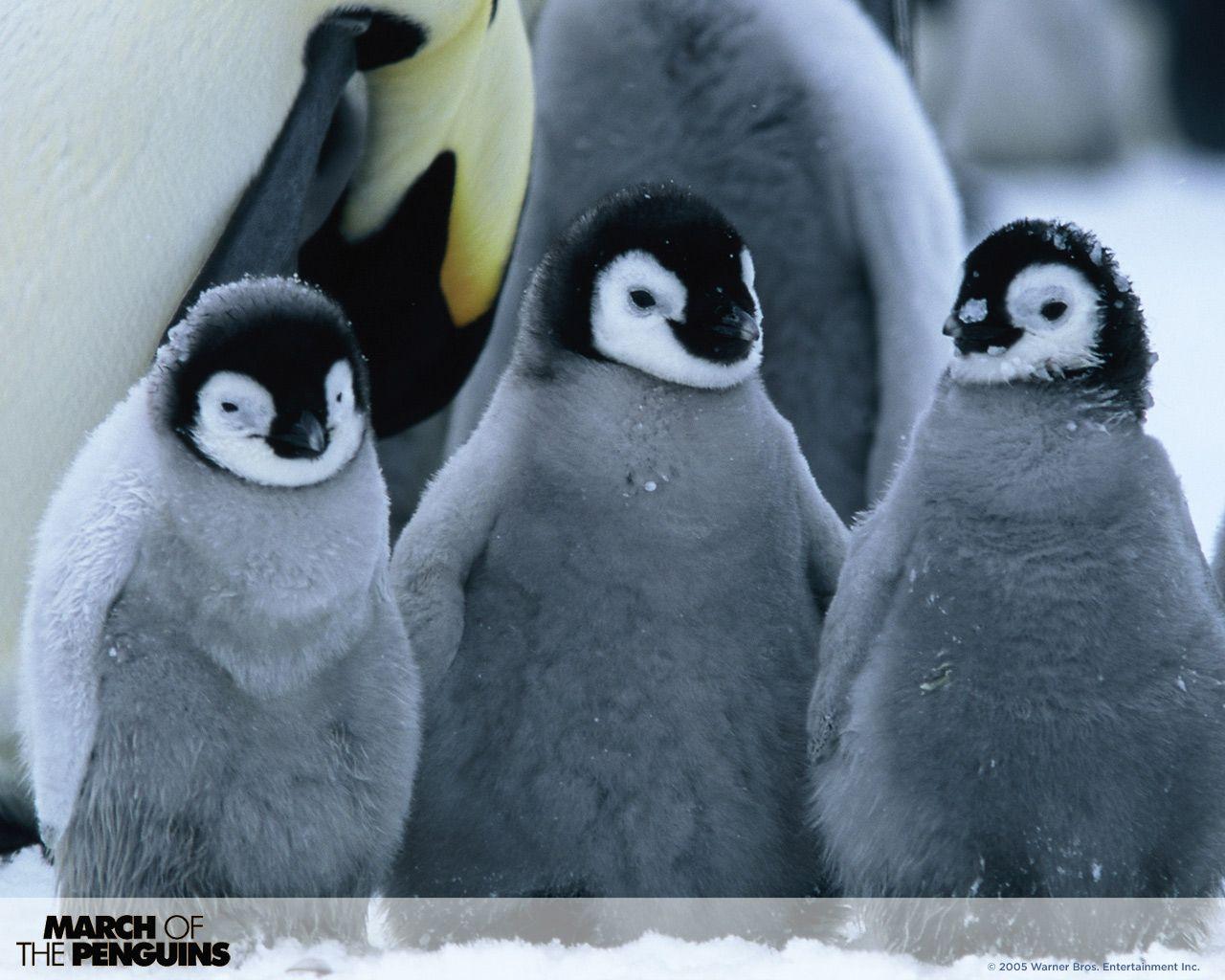 Cute Baby Penguin Wallpapers - Top Free Cute Baby Penguin Backgrounds ...