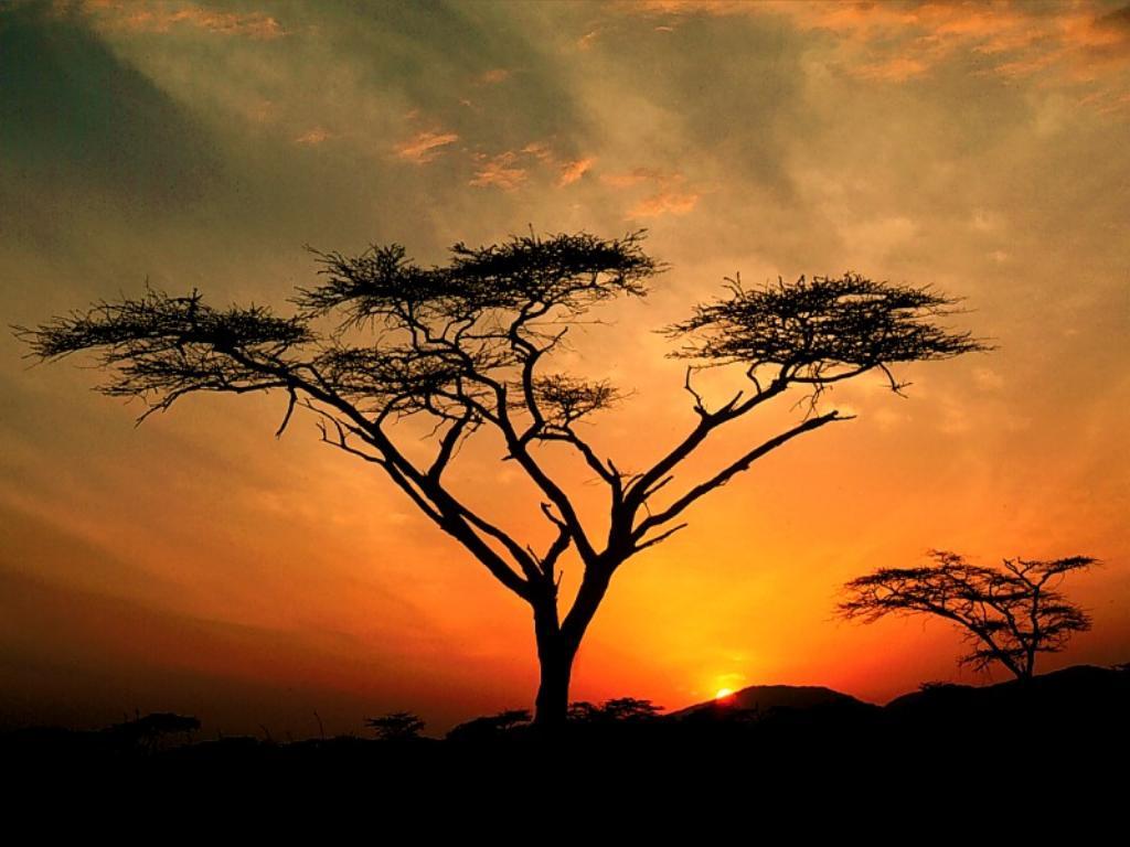 Safari Wallpapers - Top Free Safari Backgrounds - WallpaperAccess