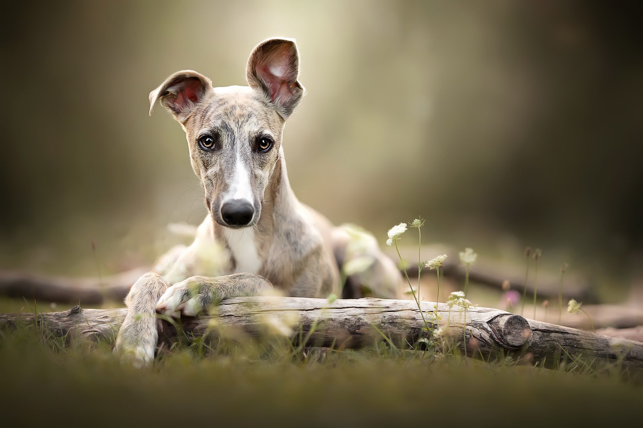 Whippet Wallpapers - Top Free Whippet Backgrounds - WallpaperAccess